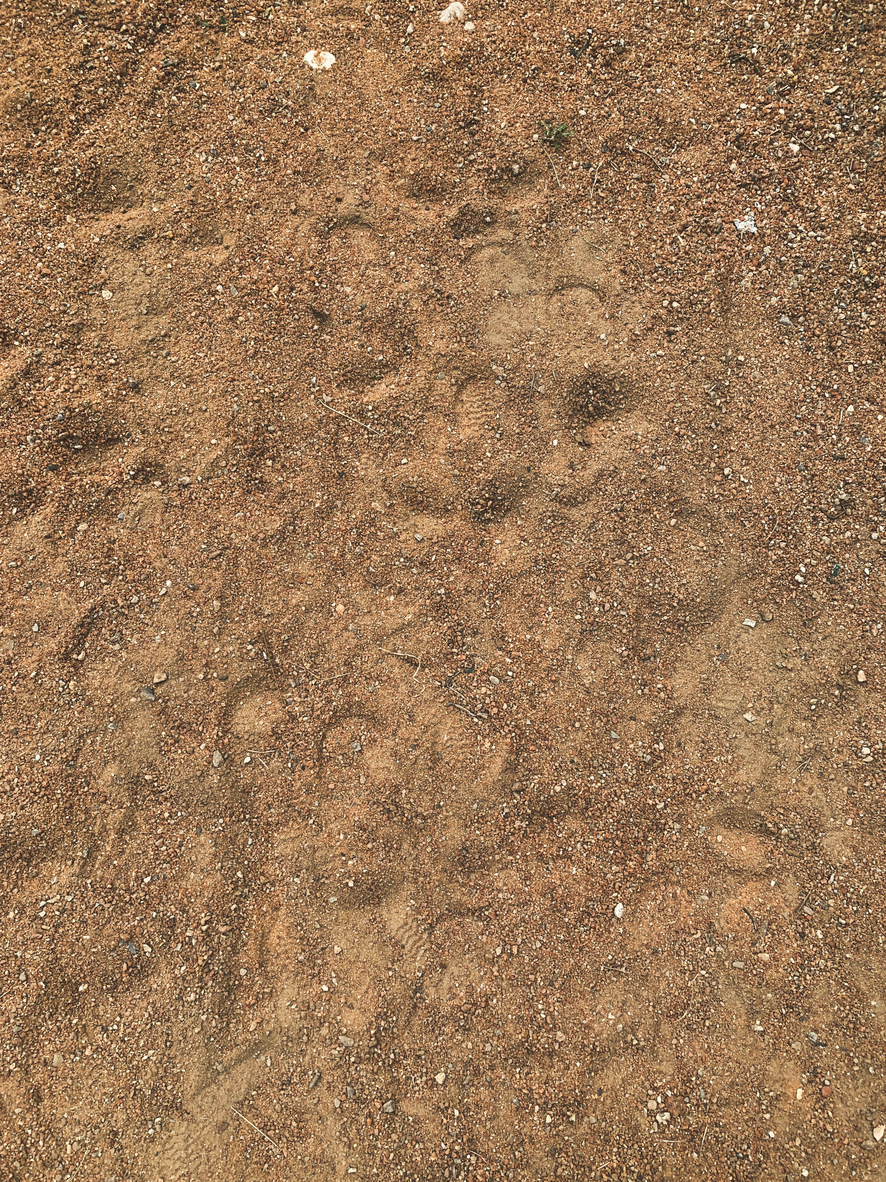 Sol brun avec sol brun photo – Image gratuite de La nature sur Unsplash