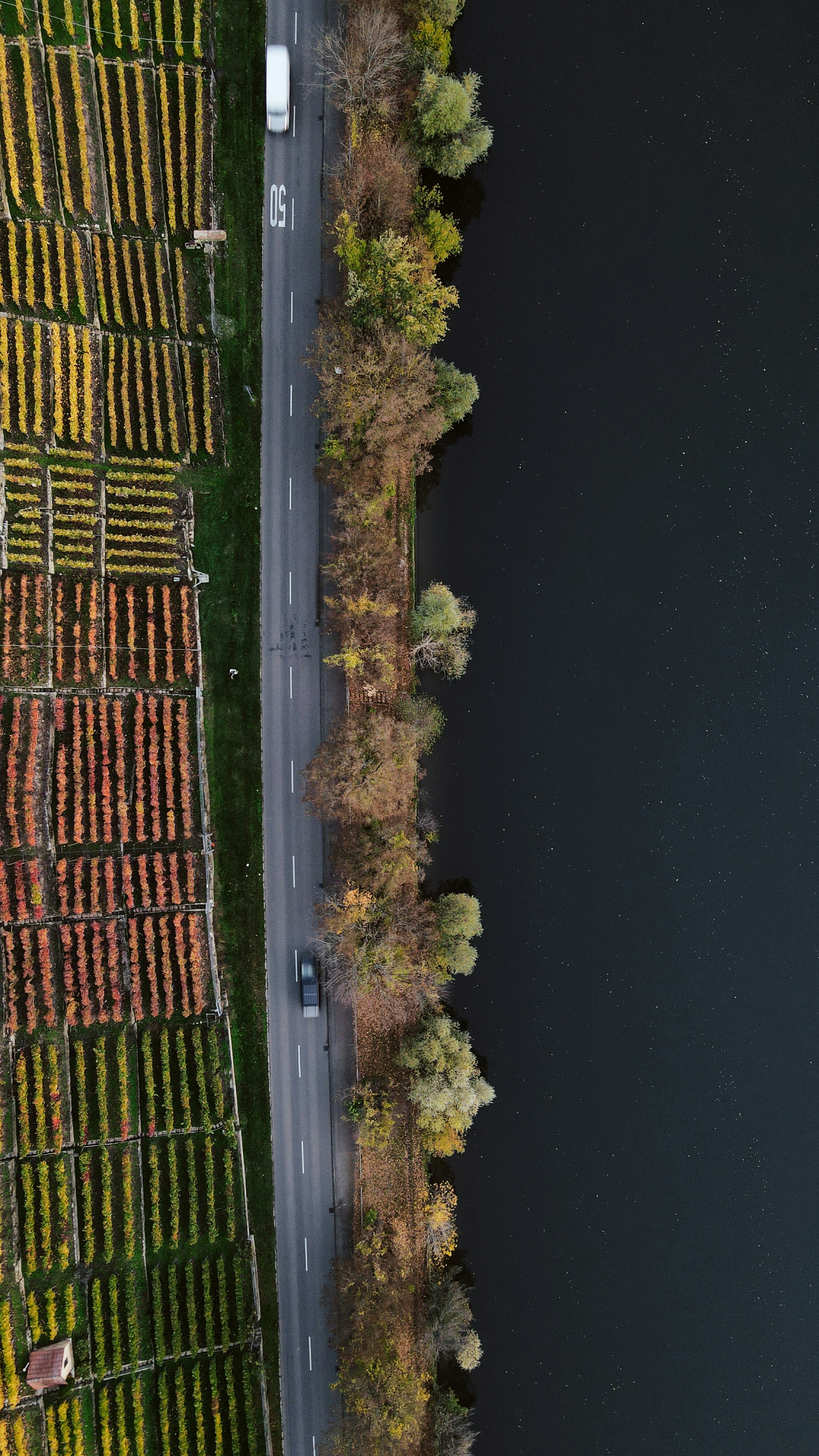 Vineyard Lanes by the River: A Drone Portrait of Autumn Geometry
