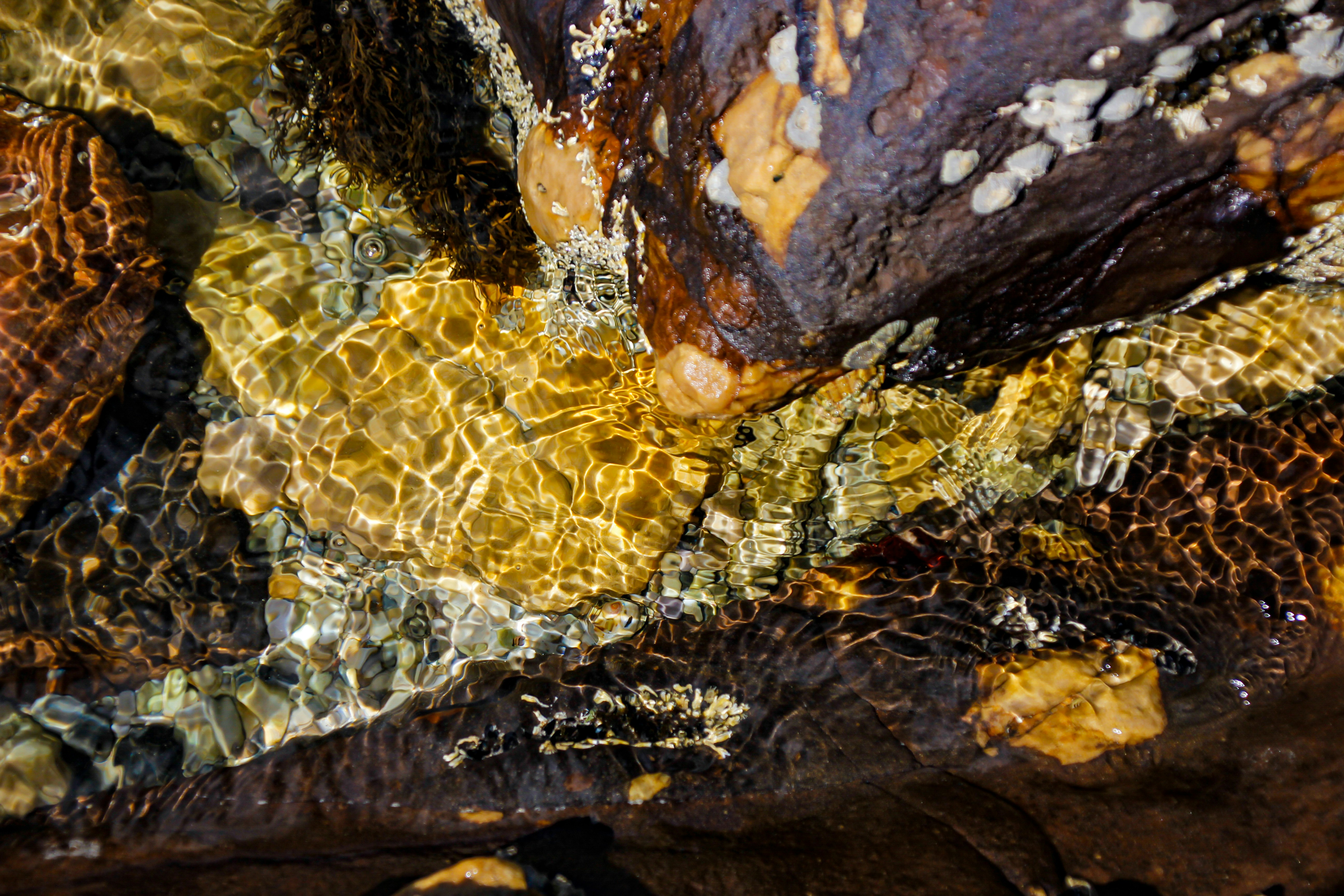 Brown and black rock with yellow moss photo – Free Wineglass bay Image ...