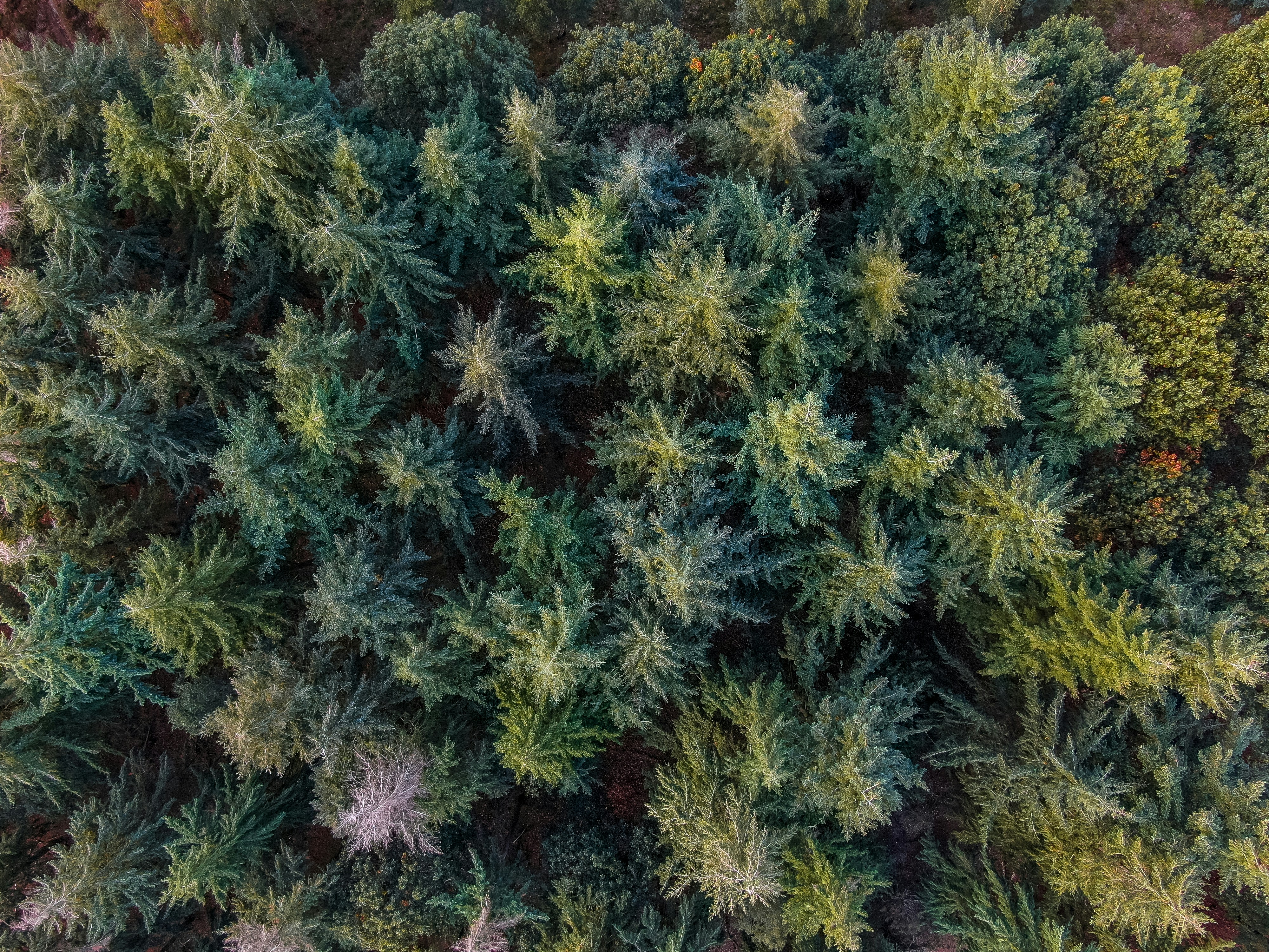 Aerial view capturing the dense canopy of evergreen trees, showcasing a rich variety of green hues and textures. The vibrant foliage forms a natural mosaic.