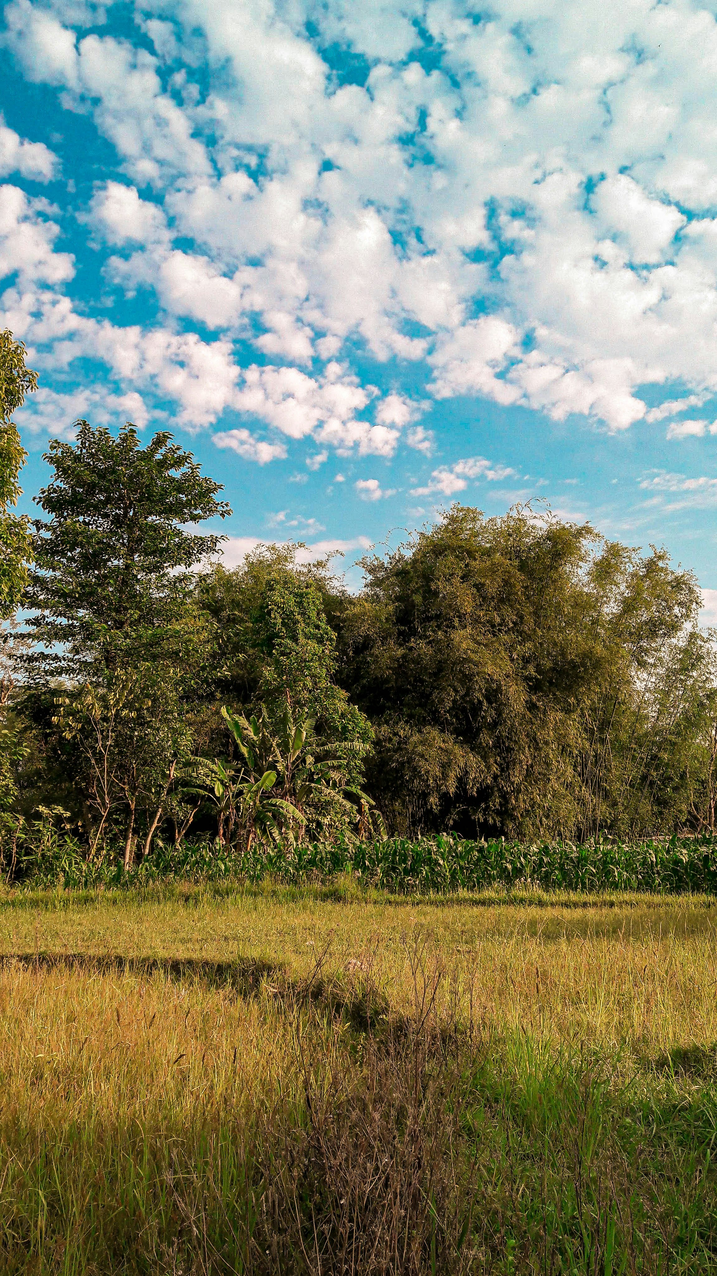 A natural landscape photo capturing a sunlit field with a row of trees on the horizon and a bright, cloud-filled sky.