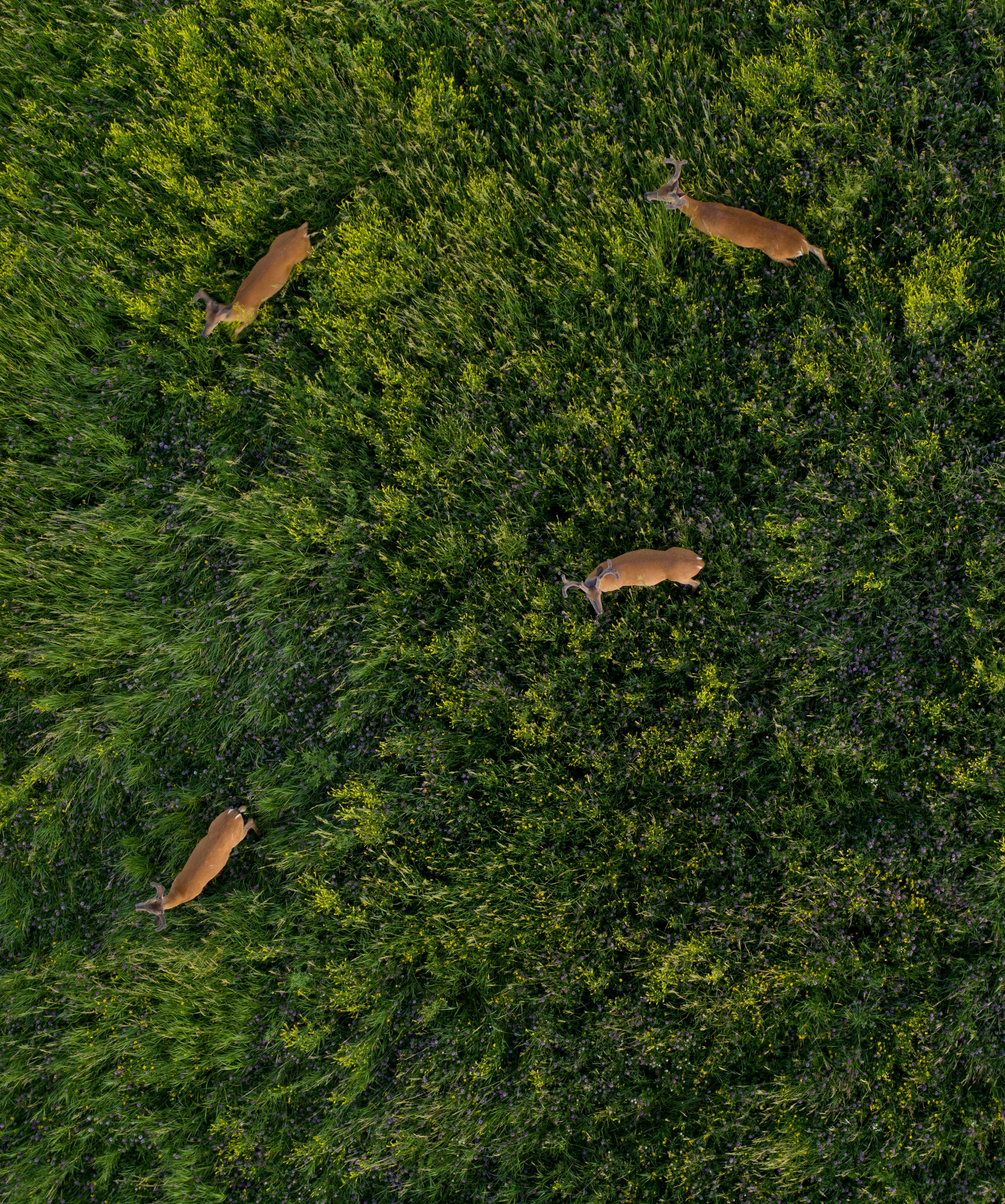 Serene Grazers: A Dance of Nature