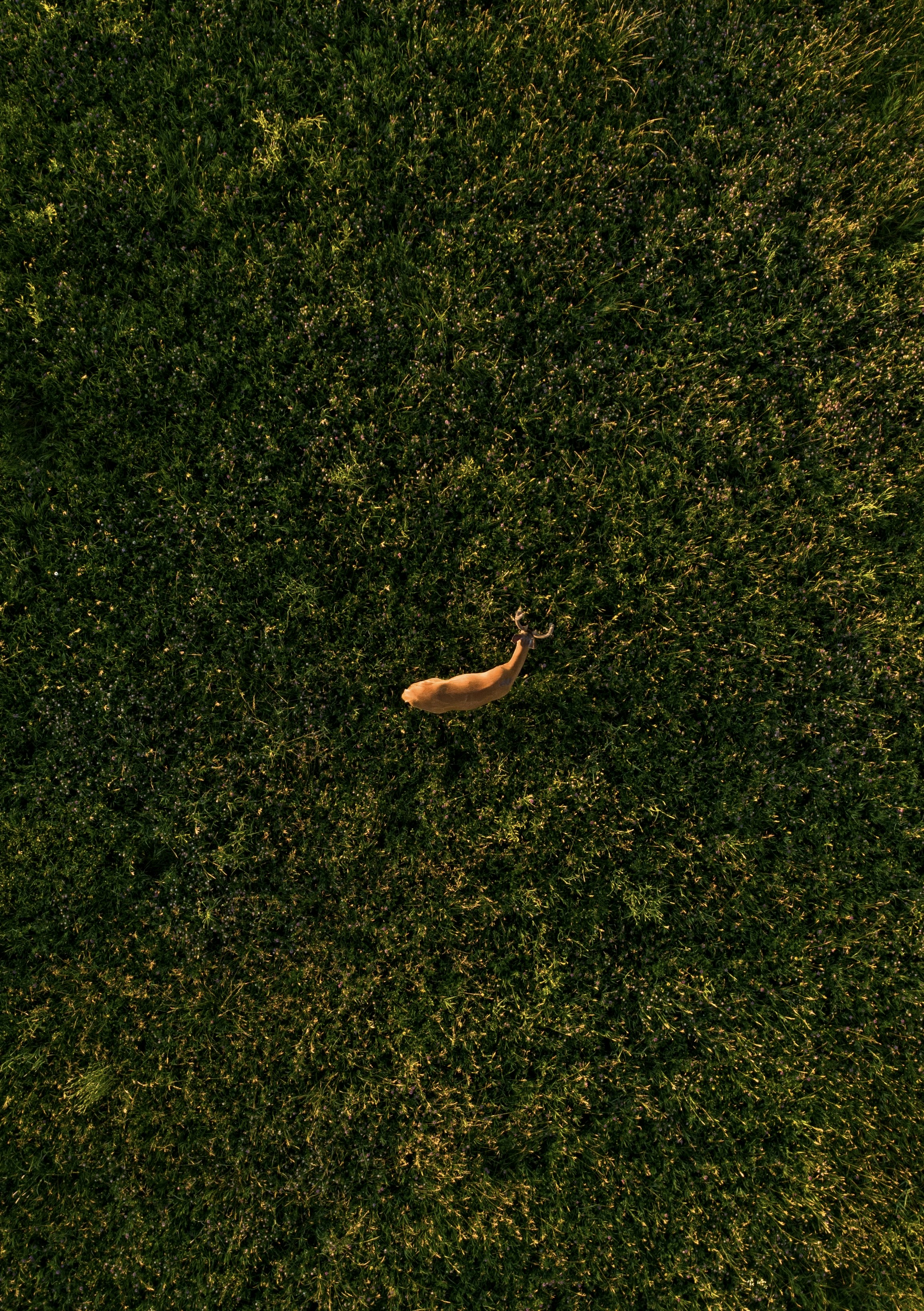 A deer gracefully traversing a lush, verdant field from an aerial perspective.