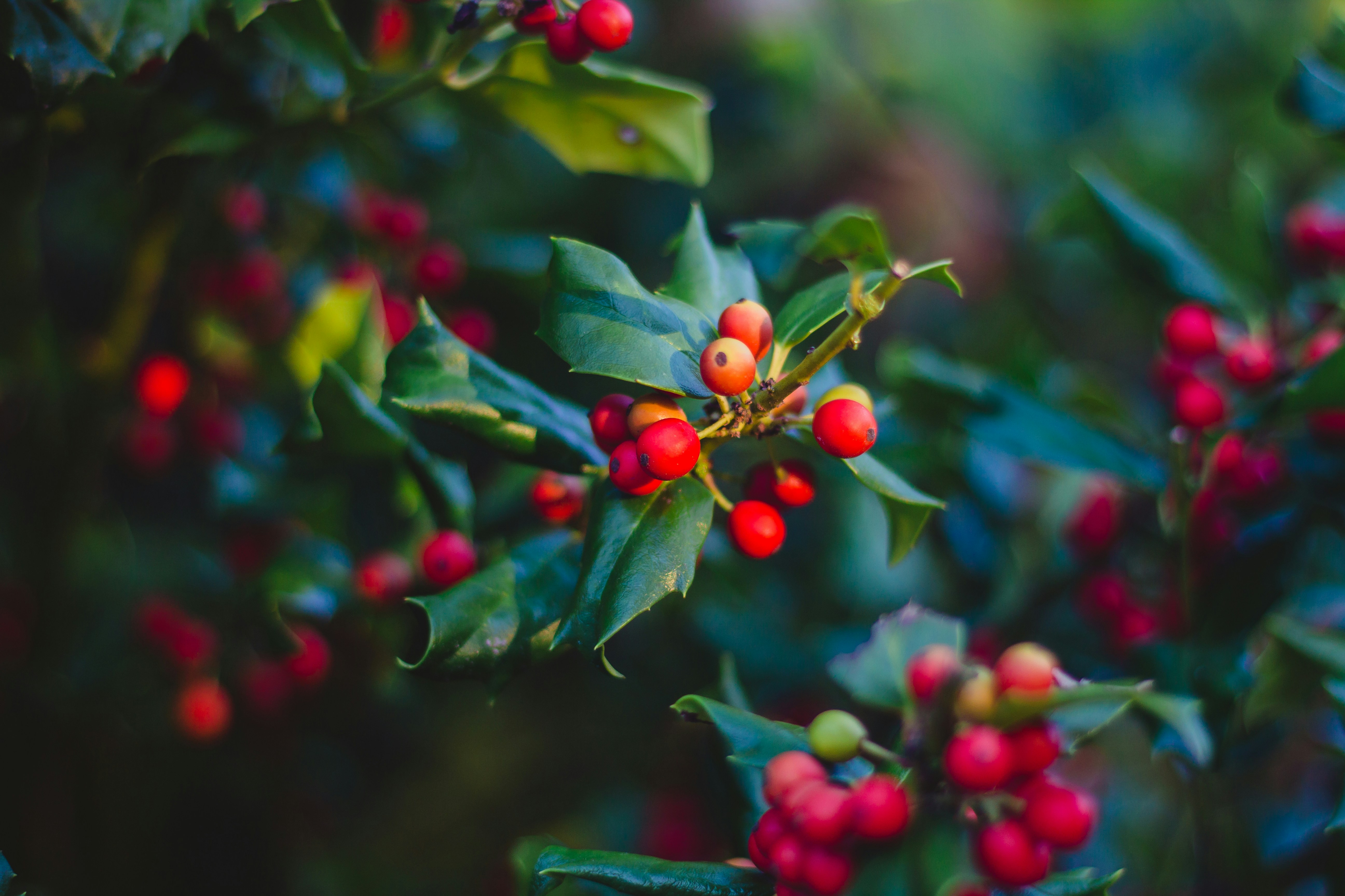 500+ Holly Pictures [HD] | Download Free Images on Unsplash