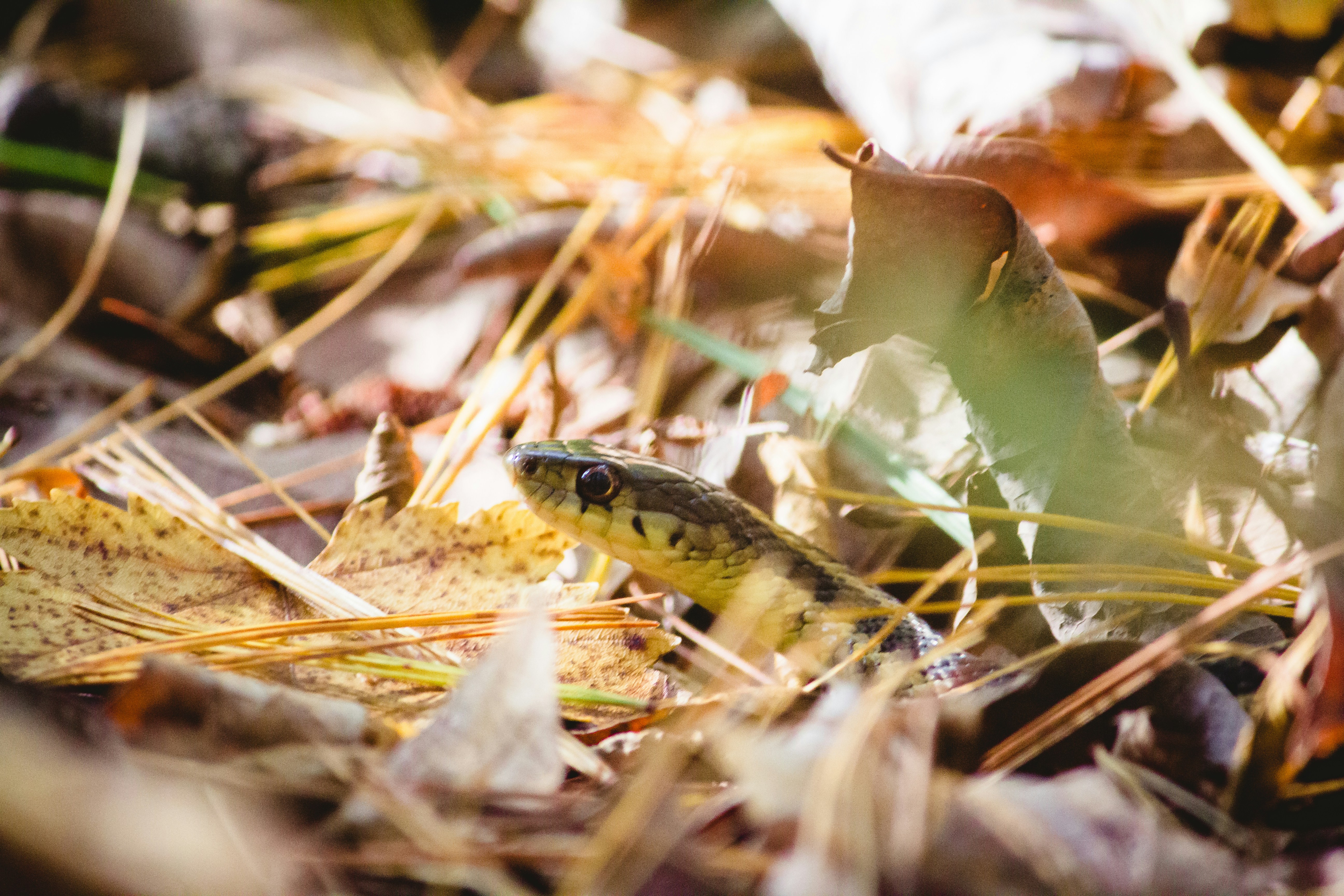 Autumn Veil: A Small Snake Weaves Through Pine Needle Dust