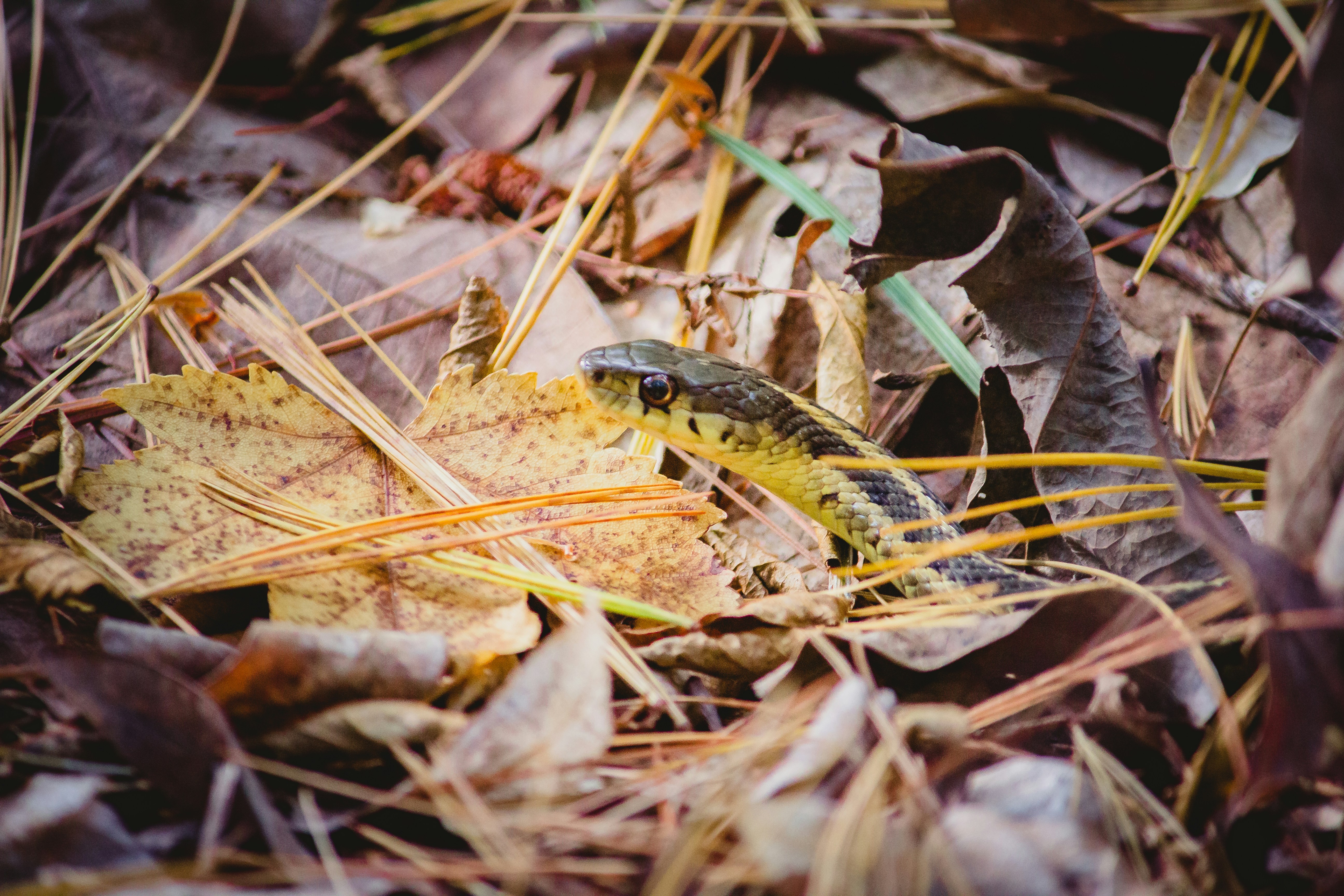 black and yellow snake on dried leaves