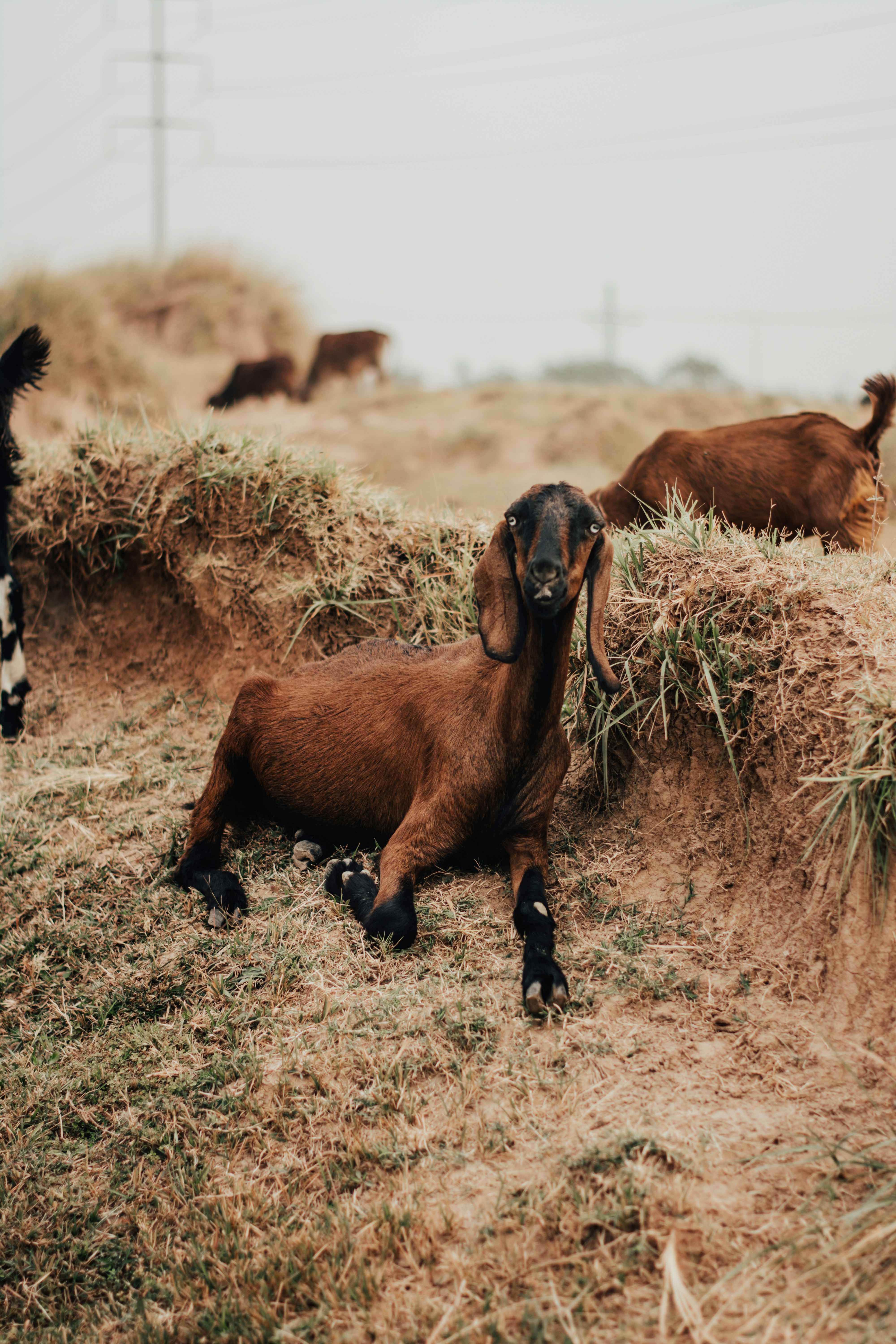 Hooves in the Hay: A Brown Goat's Quiet Repose on a Sunlit Slope