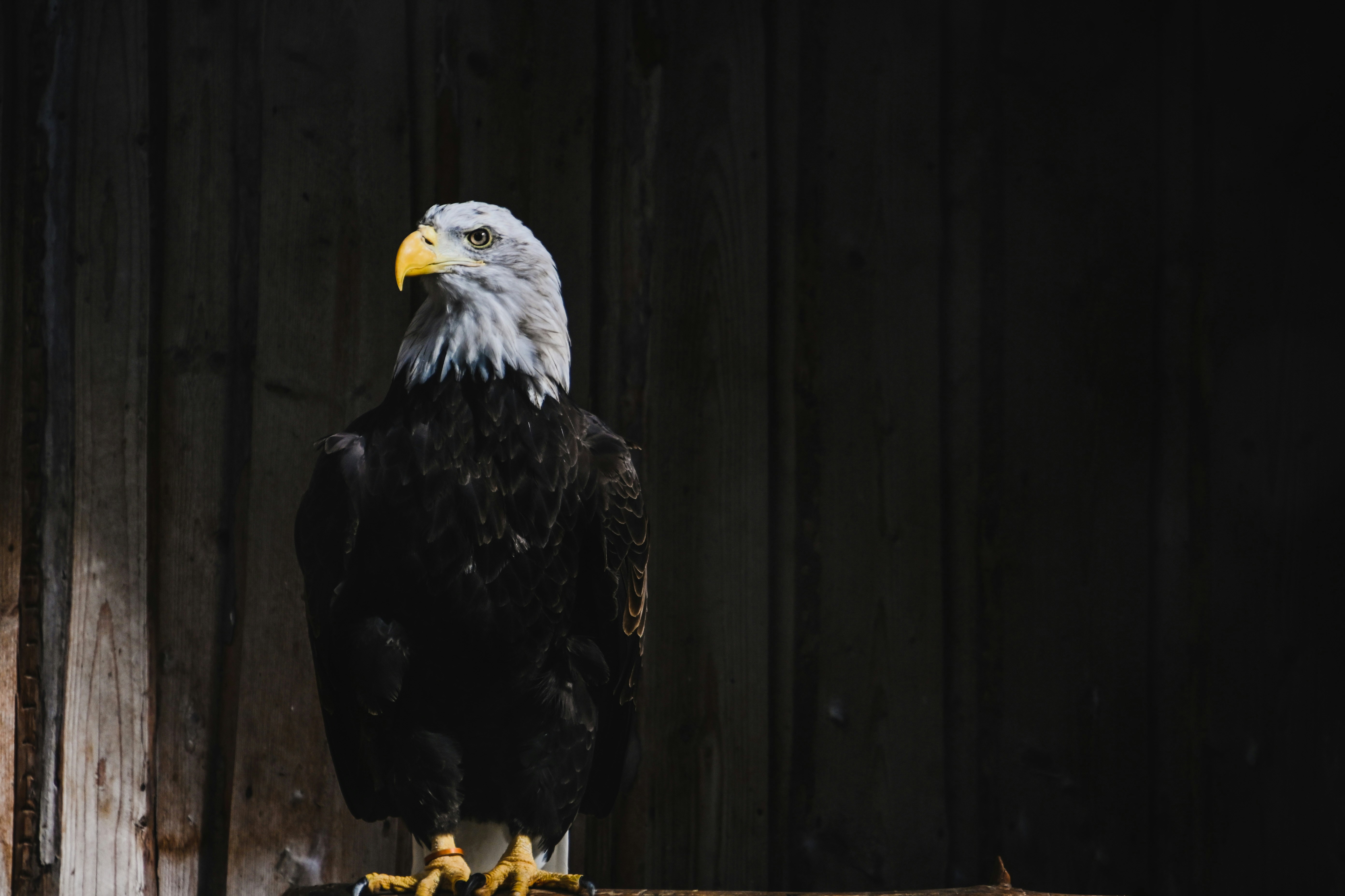 Central Vigil: A Sea Eagle Perched Under Dim Barn Light