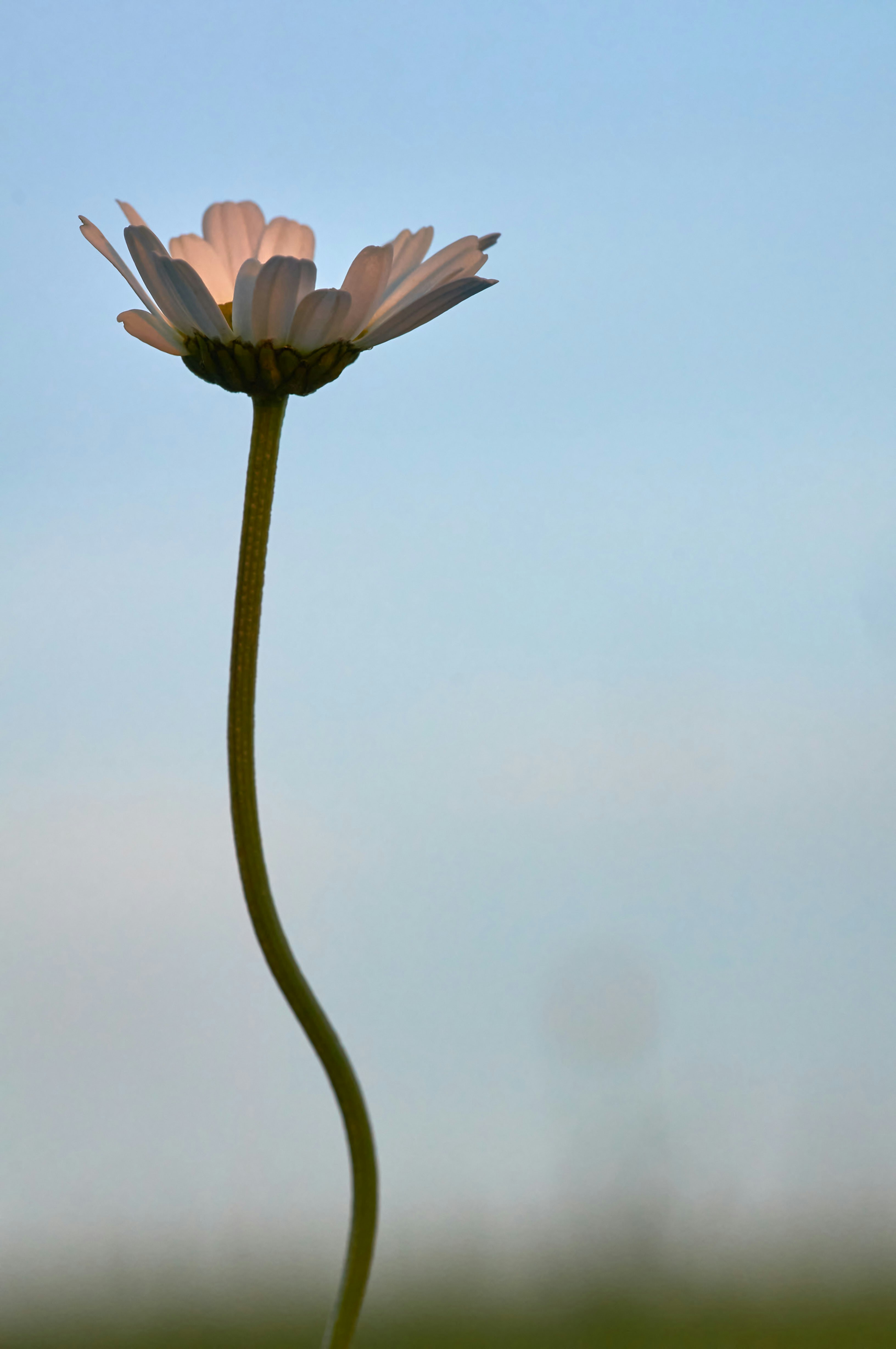 Daisy on a Curved Stem: Quiet Elegance Under an Open Sky
