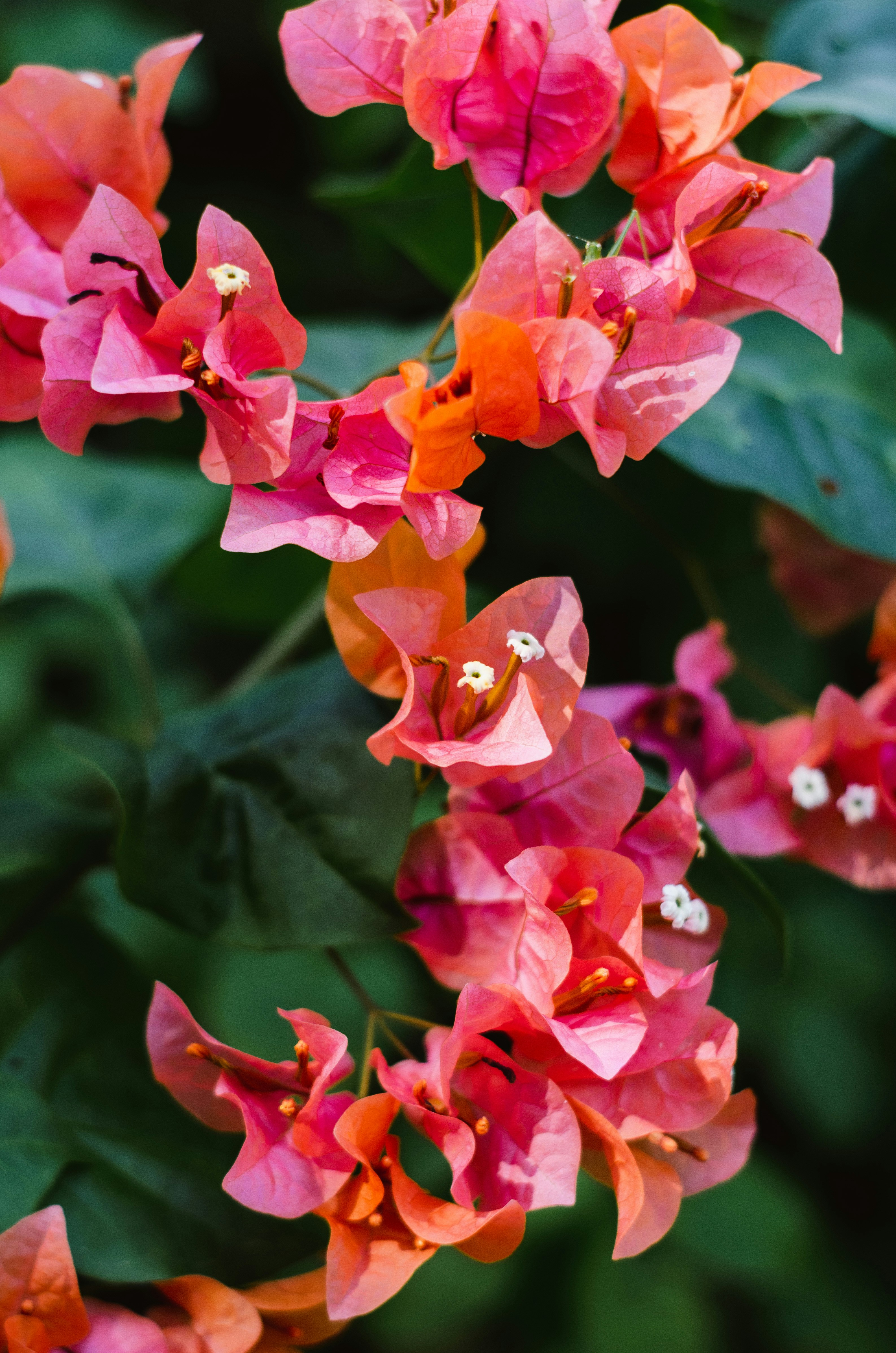 Vibrant Bougainvillea Rustle: A Cascade of Pink and Orange Petals