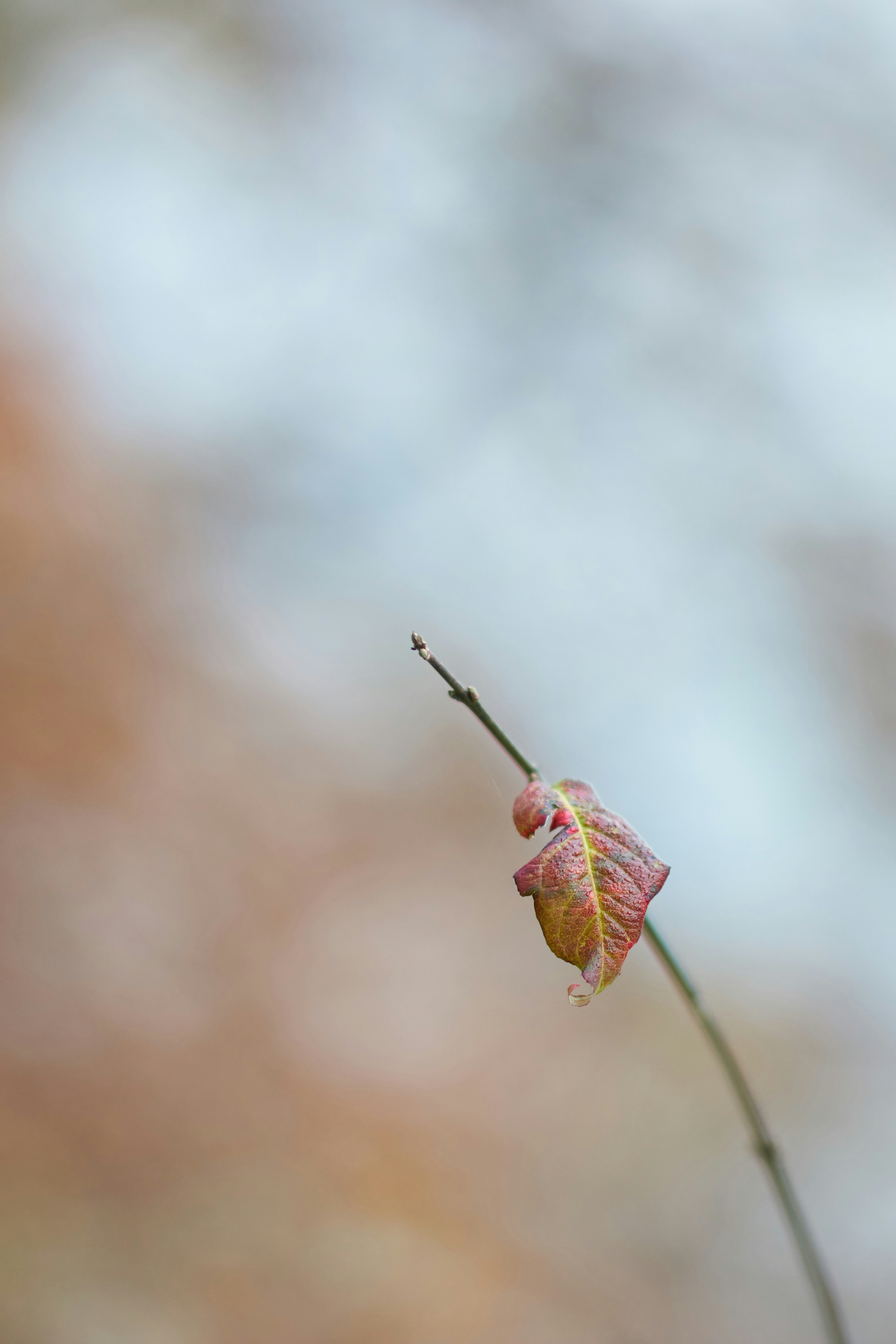 Foto Capullo de flor rosa en lente de cambio de inclinación – Imagen ...