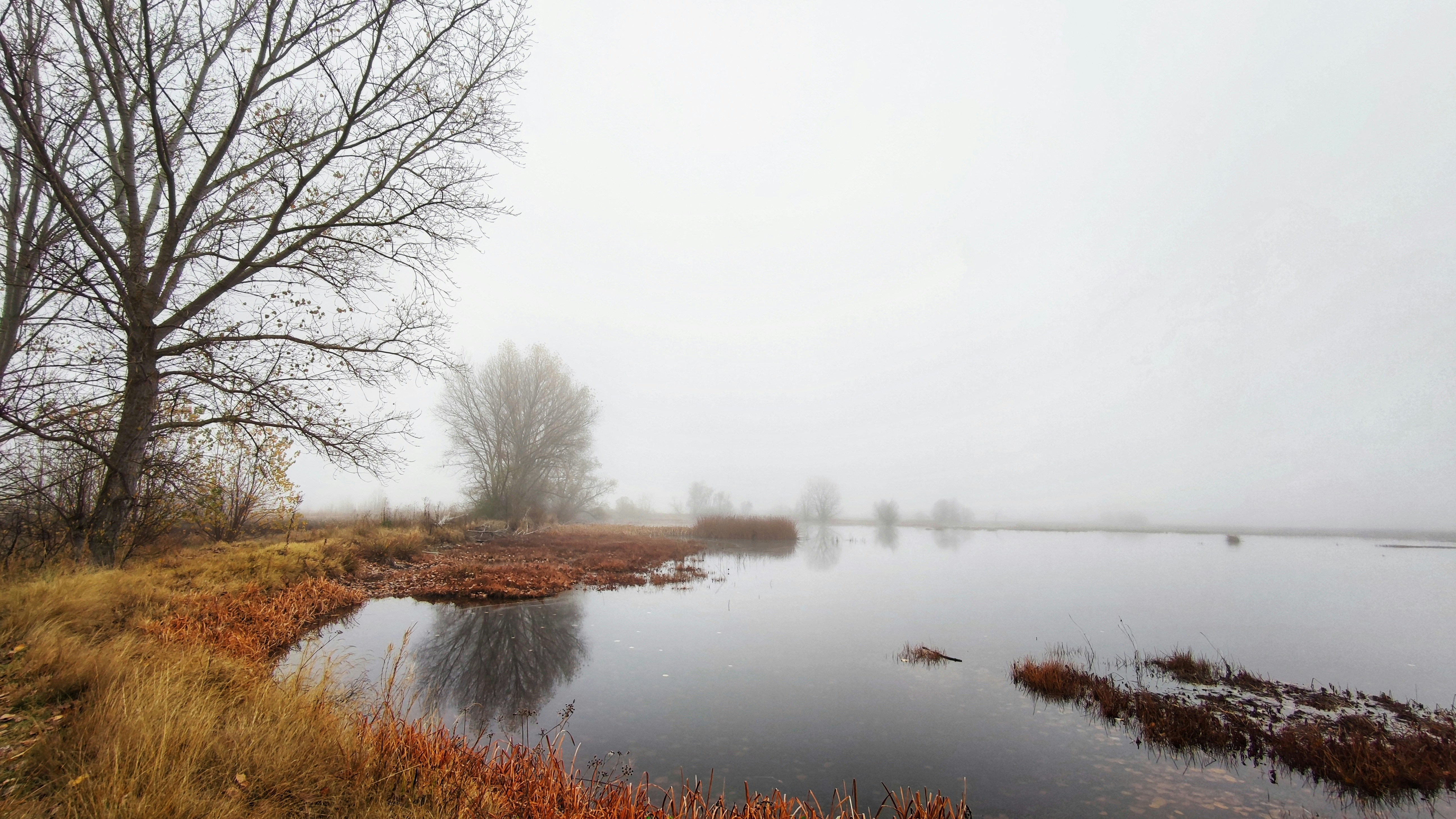 Leafless trees and a calm lake shrouded in dense fog create a serene autumnal scene.