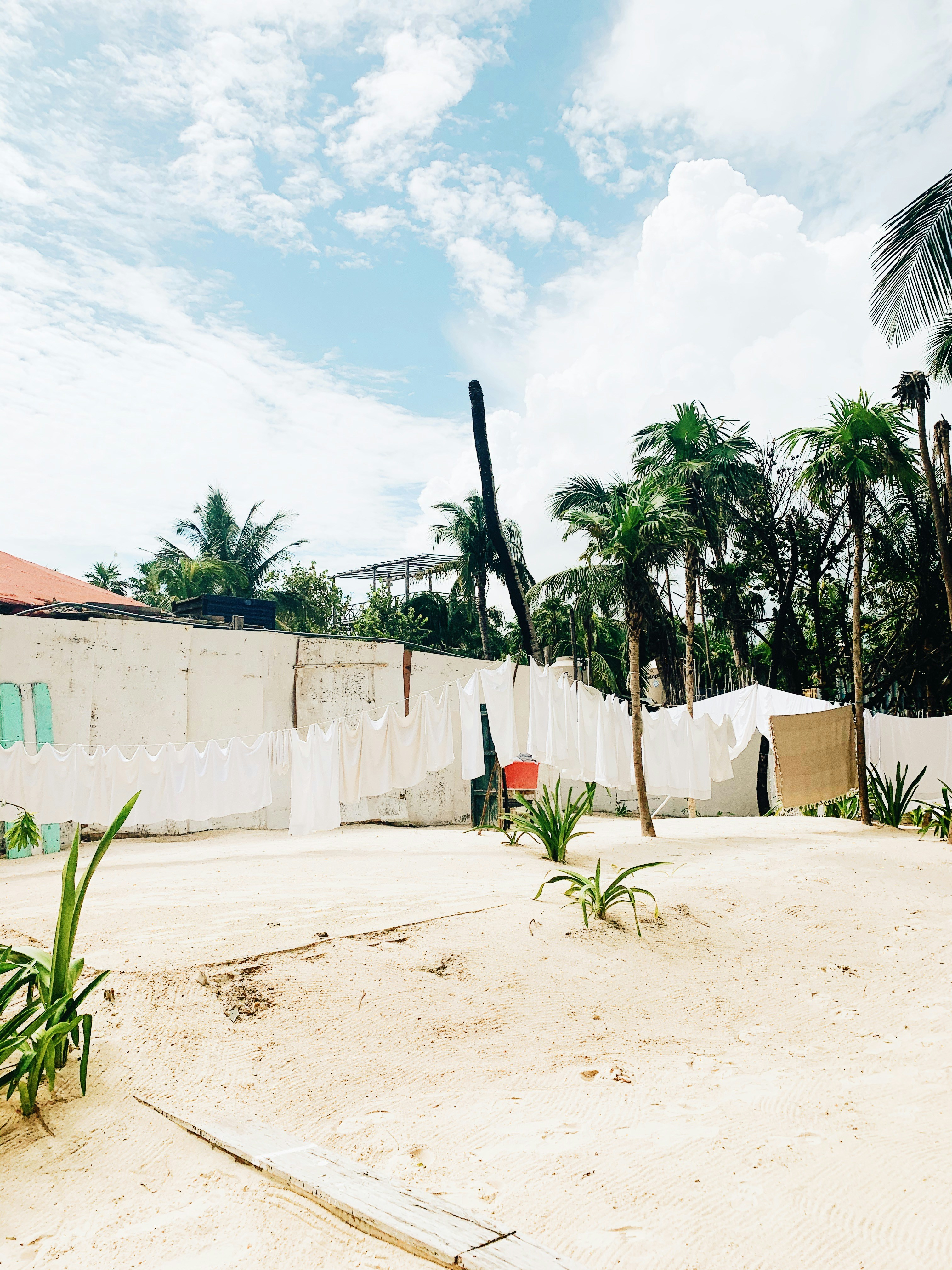 green palm tree near white concrete building during daytime