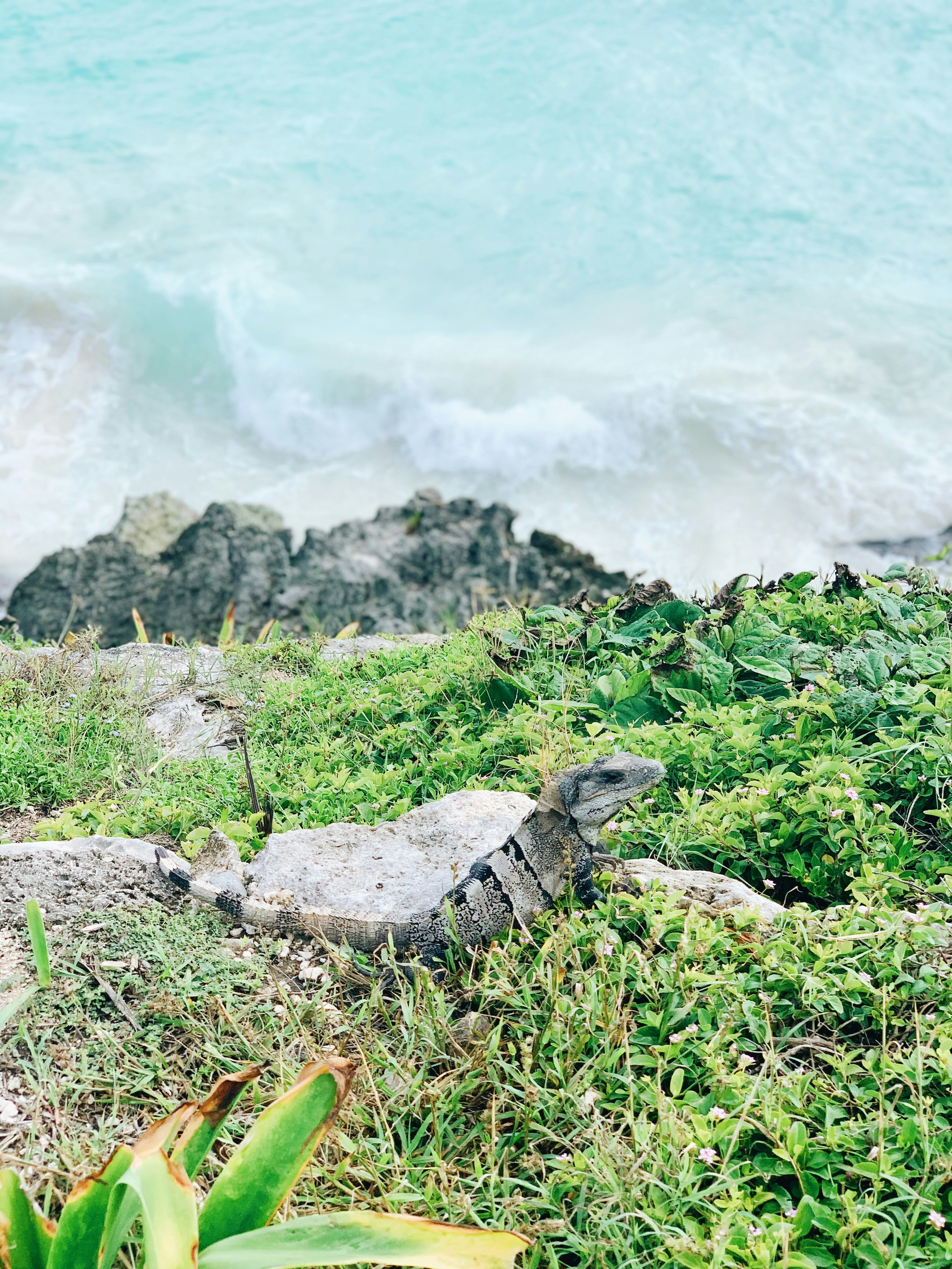 Iguana resting on rocky terrain, overlooking the turquoise waves crashing against the shore.