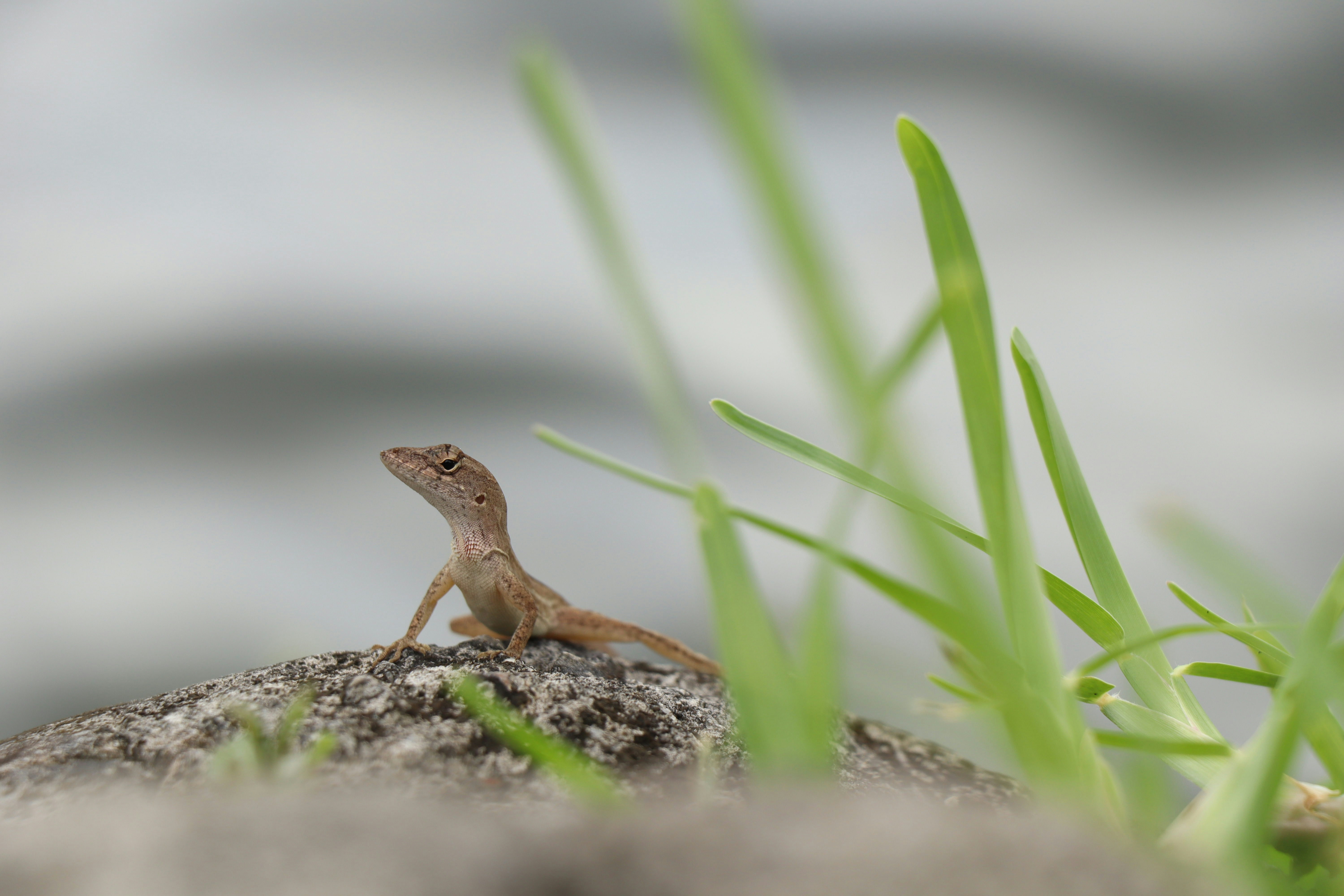 Tiny Lizard at the Edge: A Ground-Level Encounter