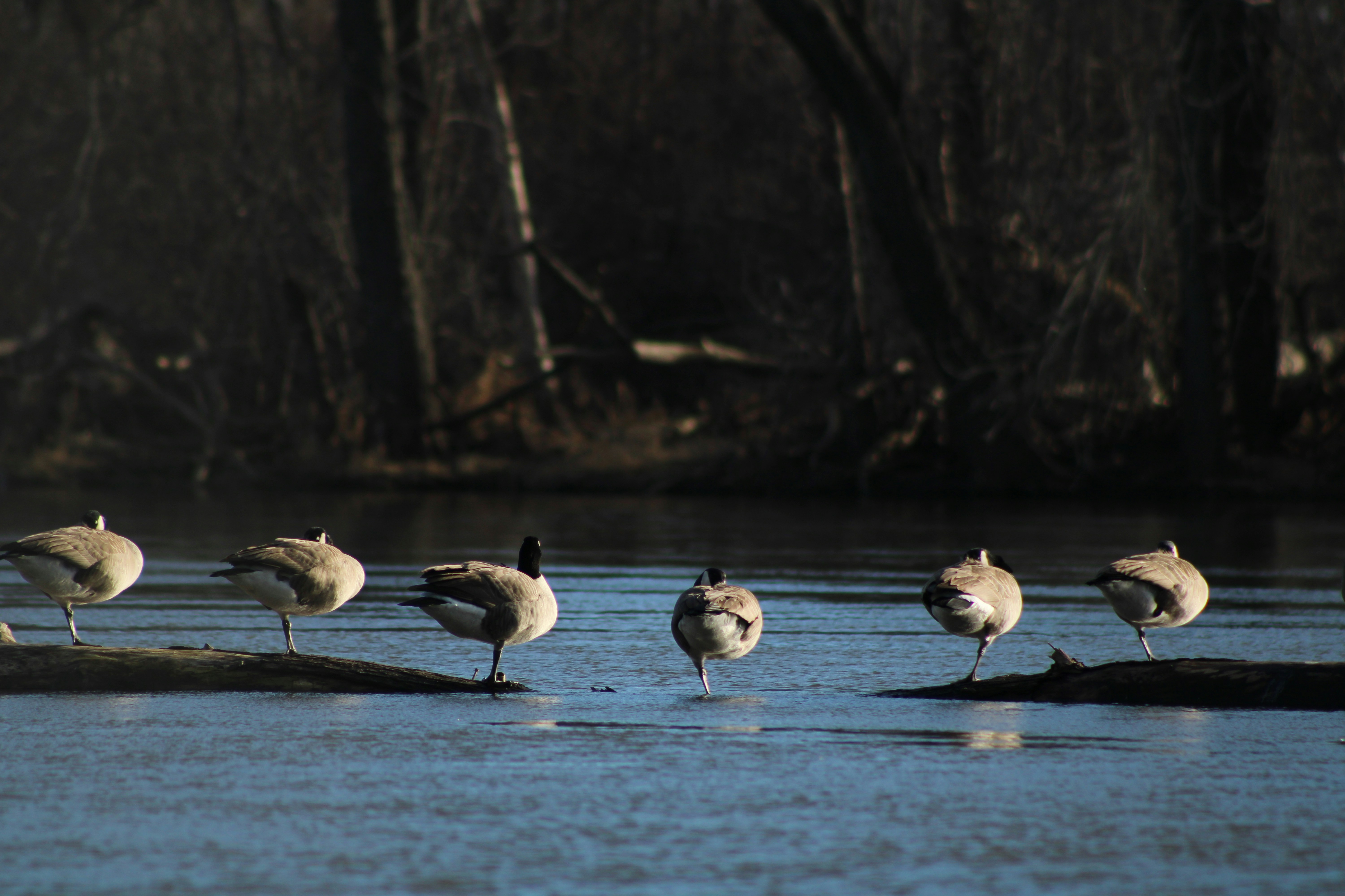 Line of Shorebirds: Evening Silhouettes on a Quiet River