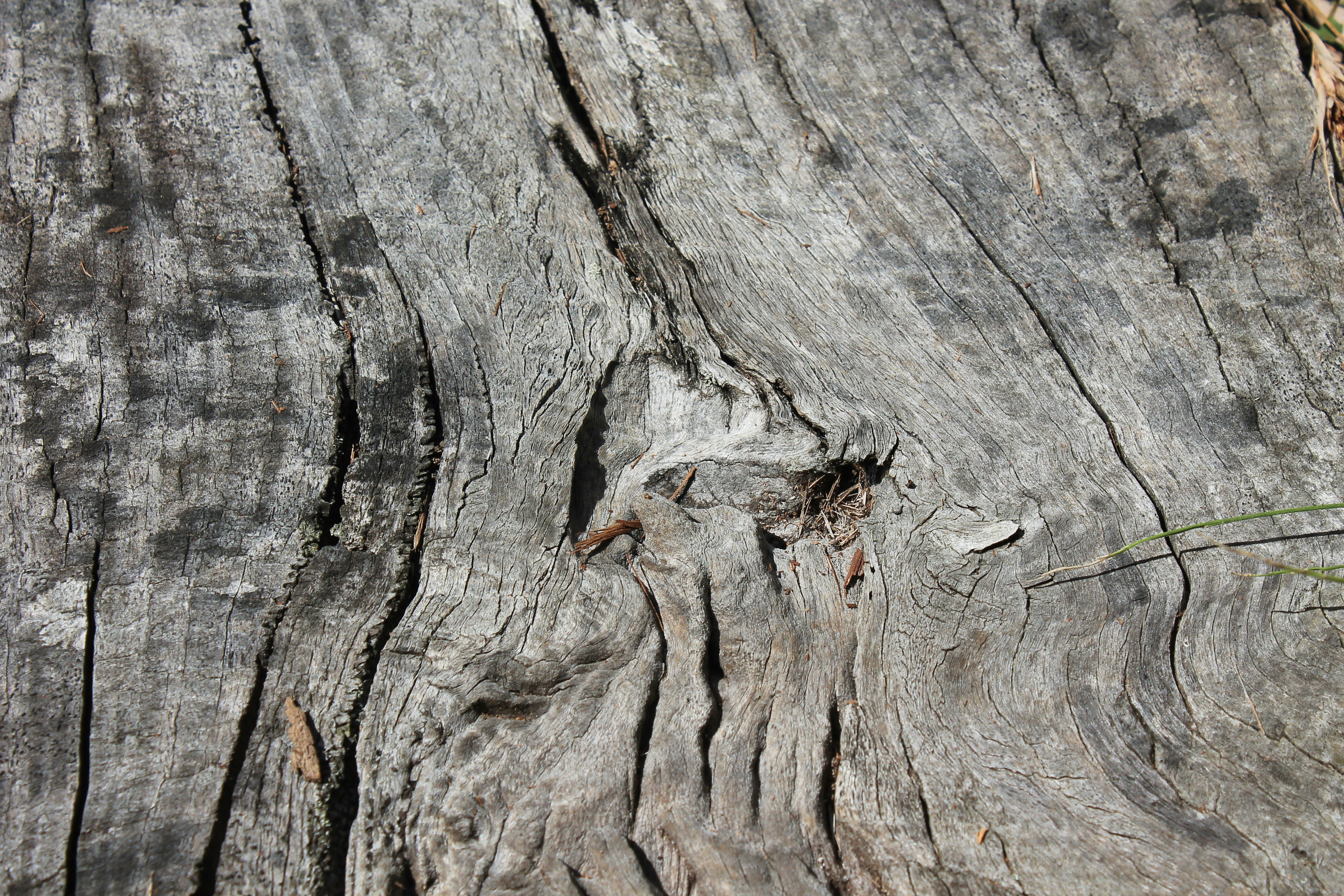 Best Tree Texture Pictures [HD] | Download Free Images on Unsplash