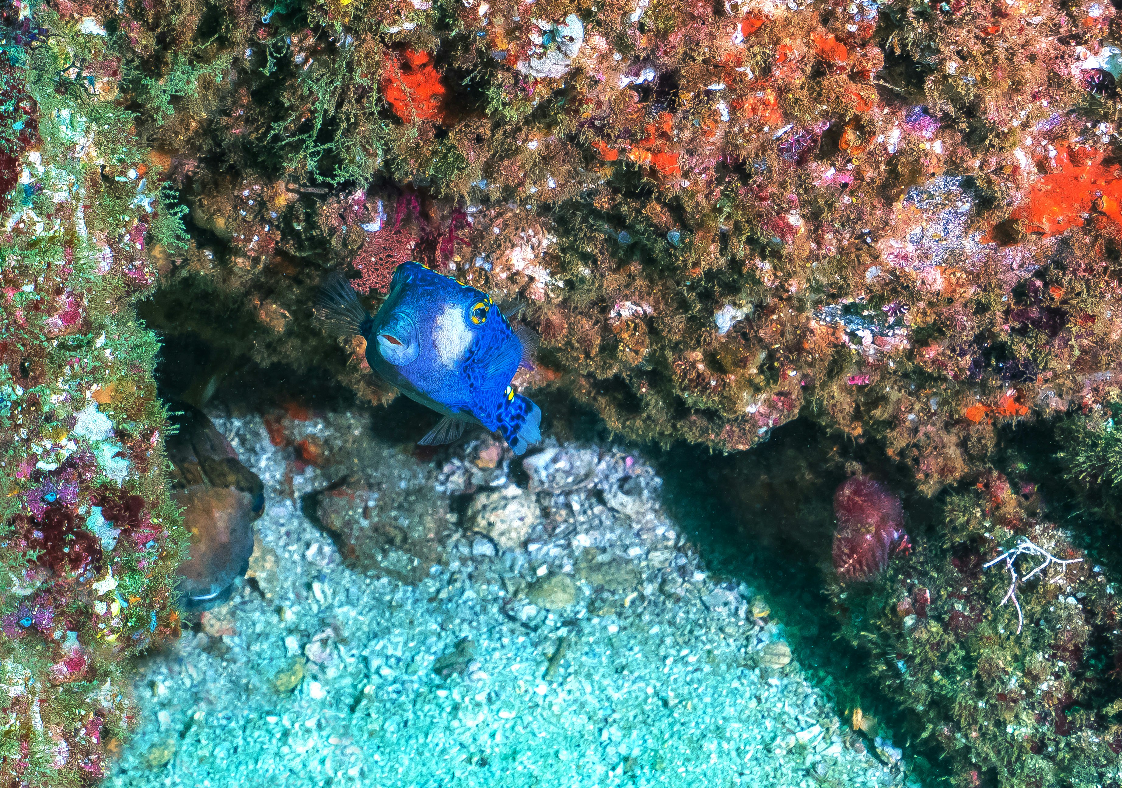 Vibrant blue fish peeking from a coral crevice, surrounded by colorful marine flora. The underwater scene showcases the rich biodiversity of the reef.