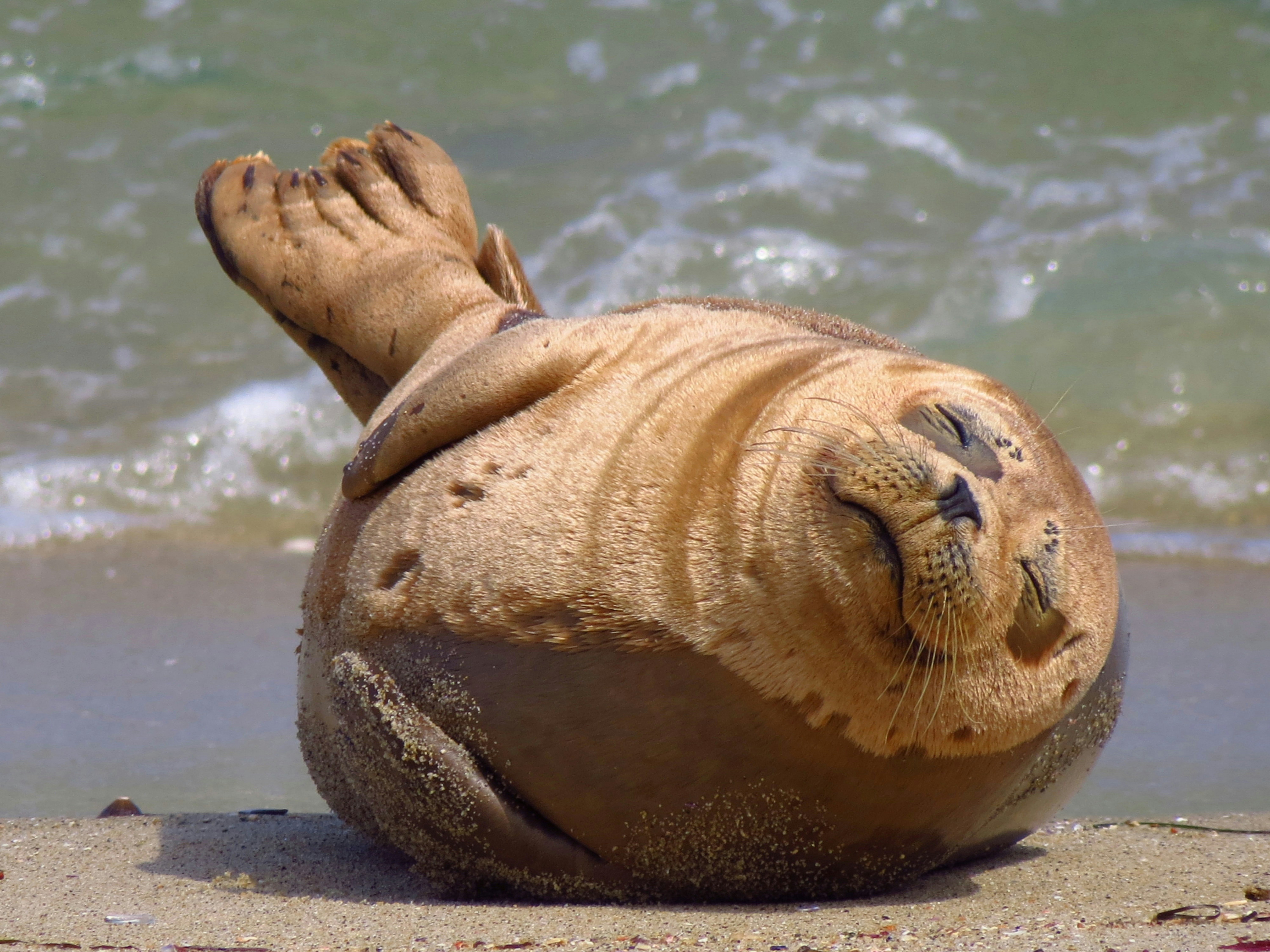 A seal lounging on a sandy beach, basking in the sun with a relaxed expression. The gentle waves lap at the shore in the background.