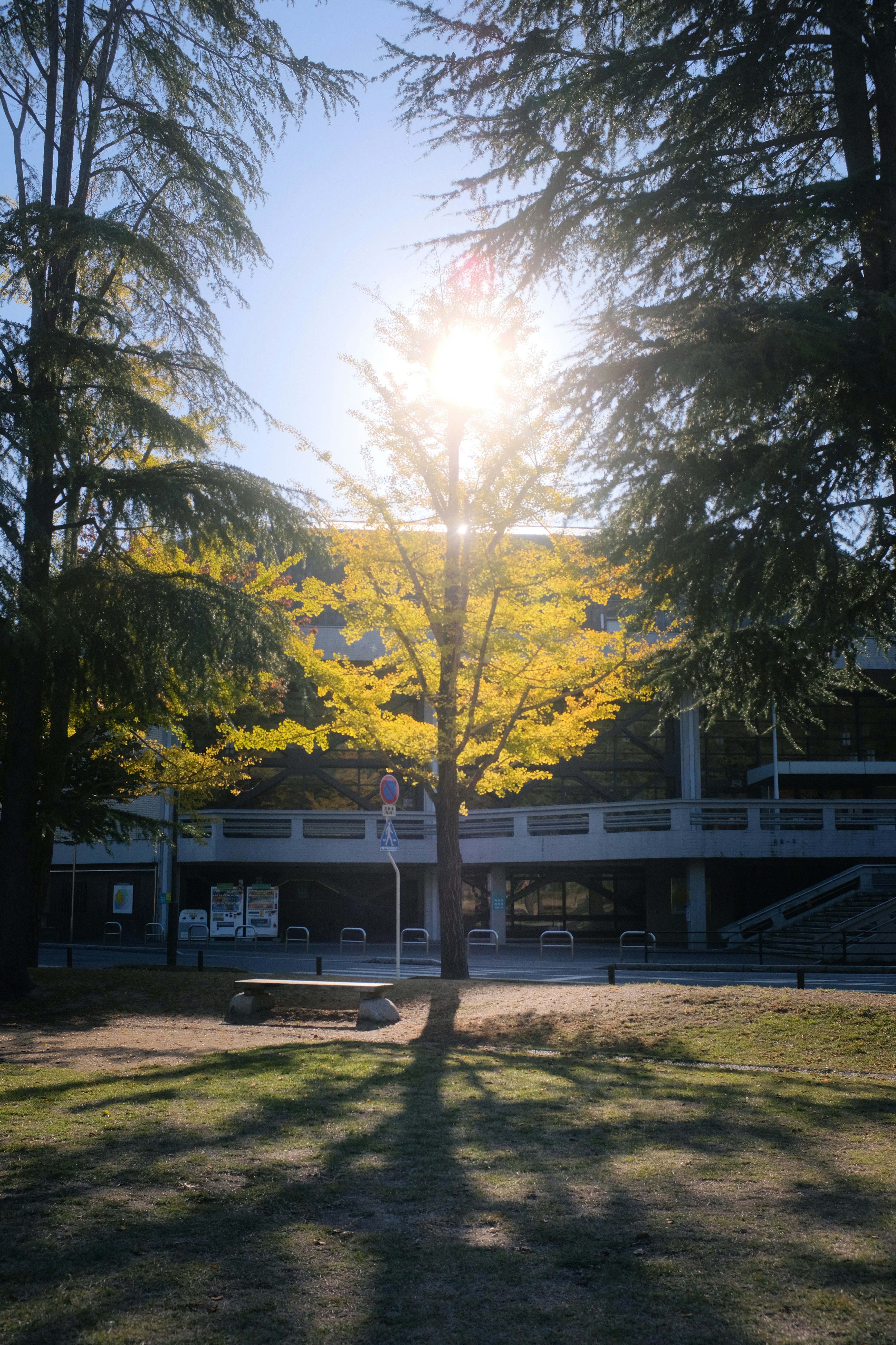 green trees near white building during daytime