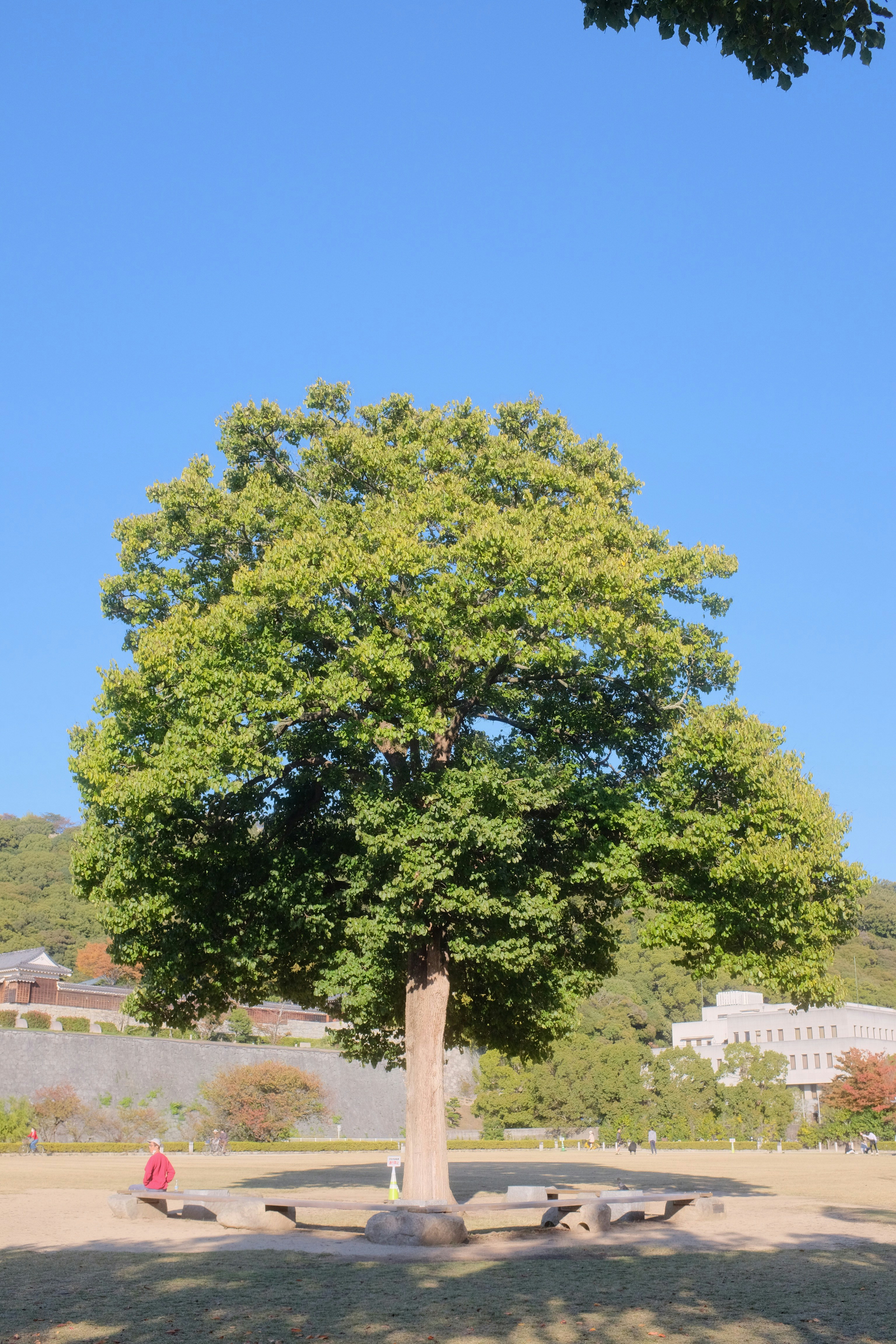 Canopy Centerpiece: Sunlit Park Tree Framing a Quiet Urban Plaza