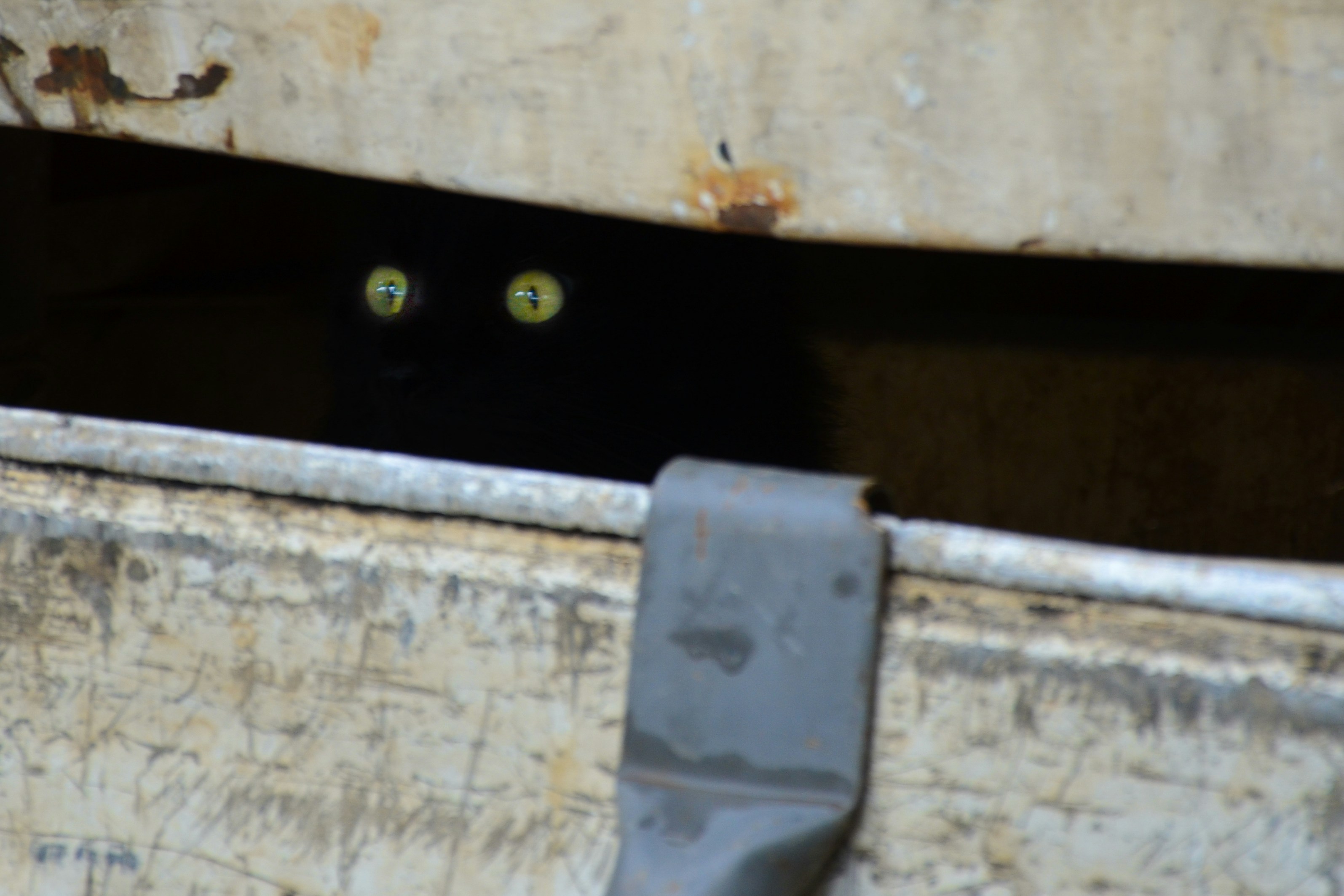 Hidden Gaze: Two Yellow Eyes Peering from a Rusted Hatch