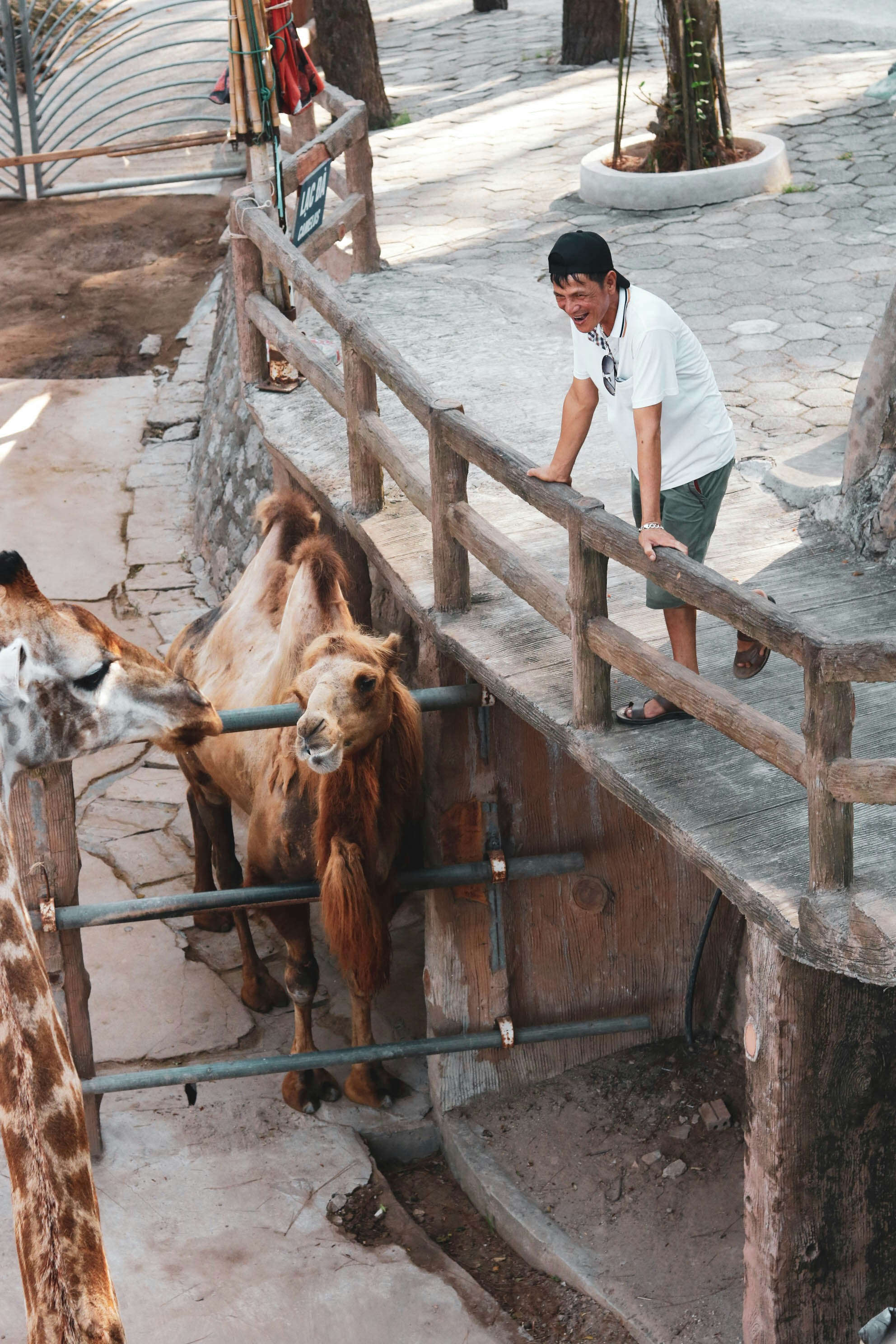 Weathered Rails, Curious Gaze: A Man Watches Two Horses at a Rustic Feed Pit