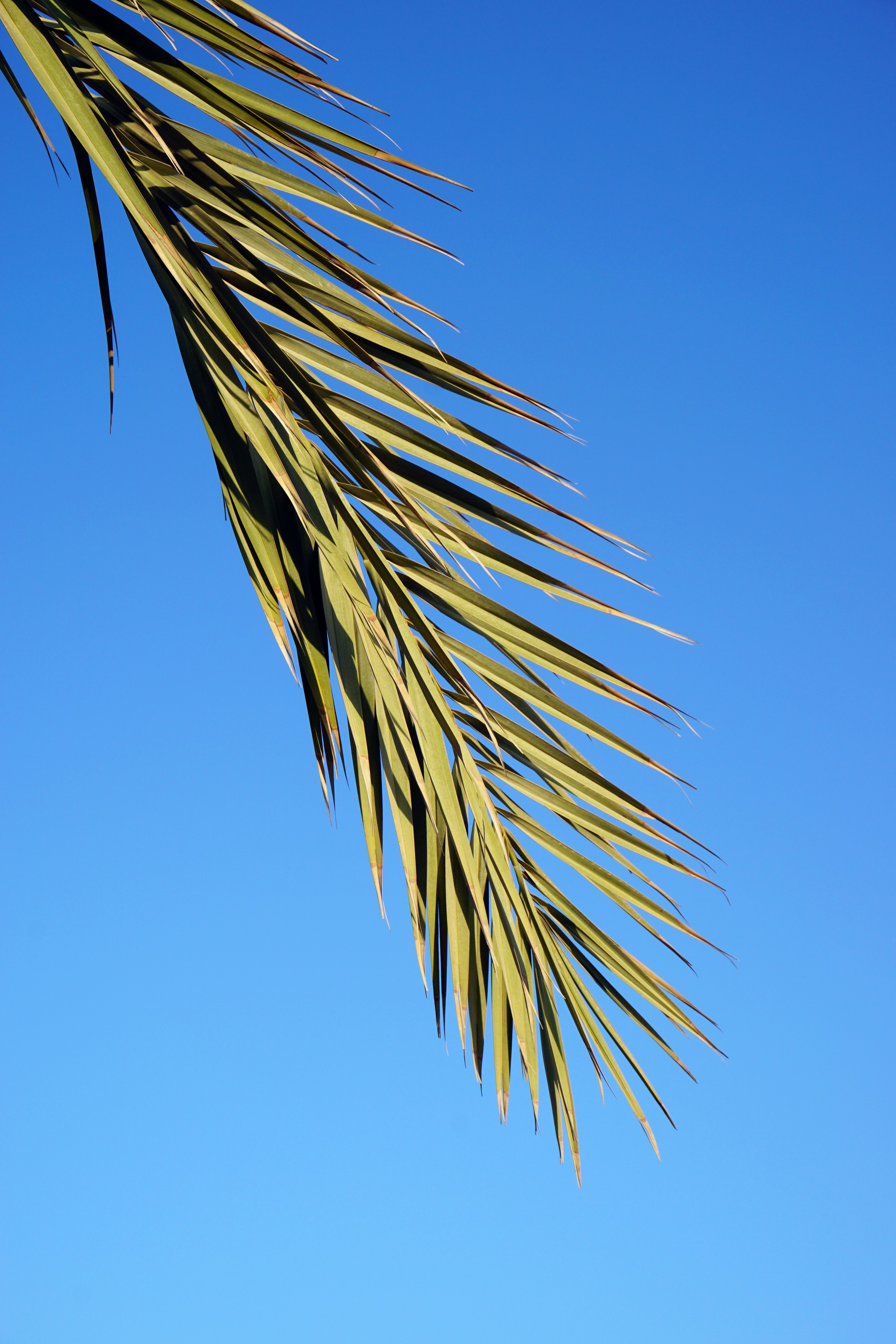 Desert Palm Pictures | Download Free Images on Unsplash