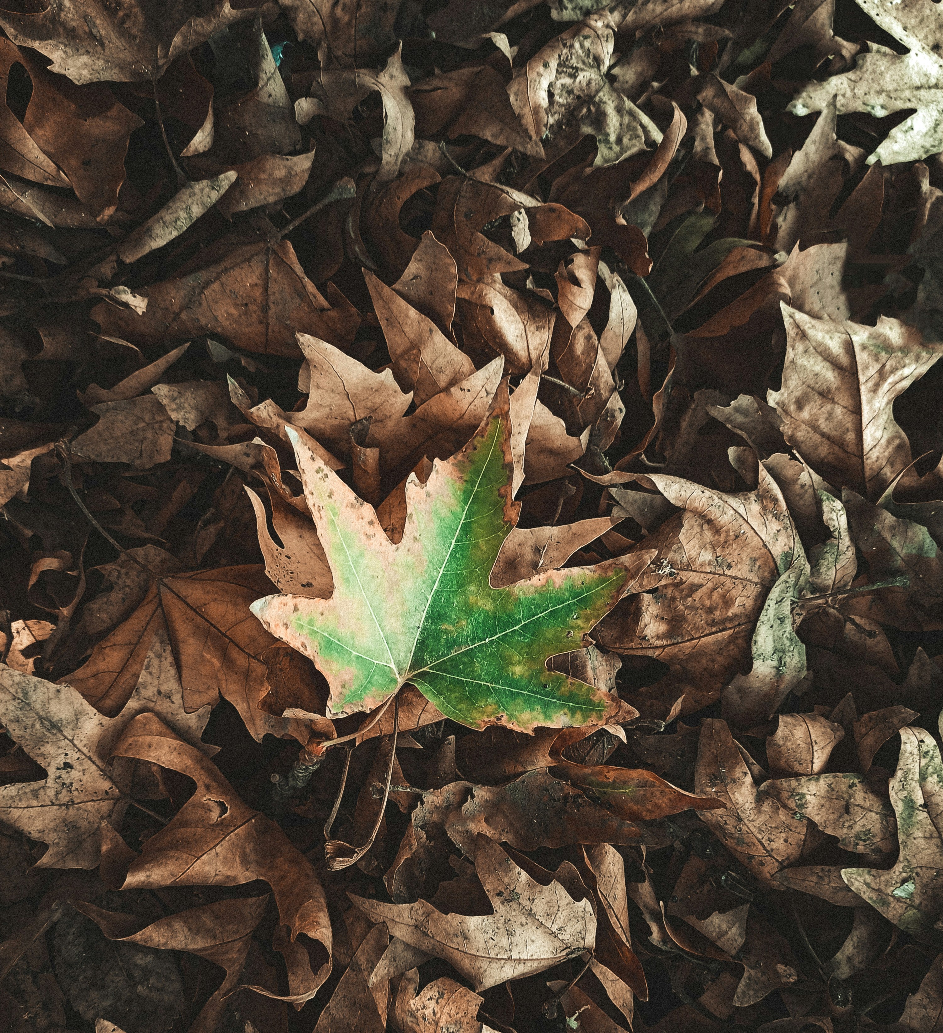 Emerald Maple Leaf Standing Out in a Sea of Autumn Brown