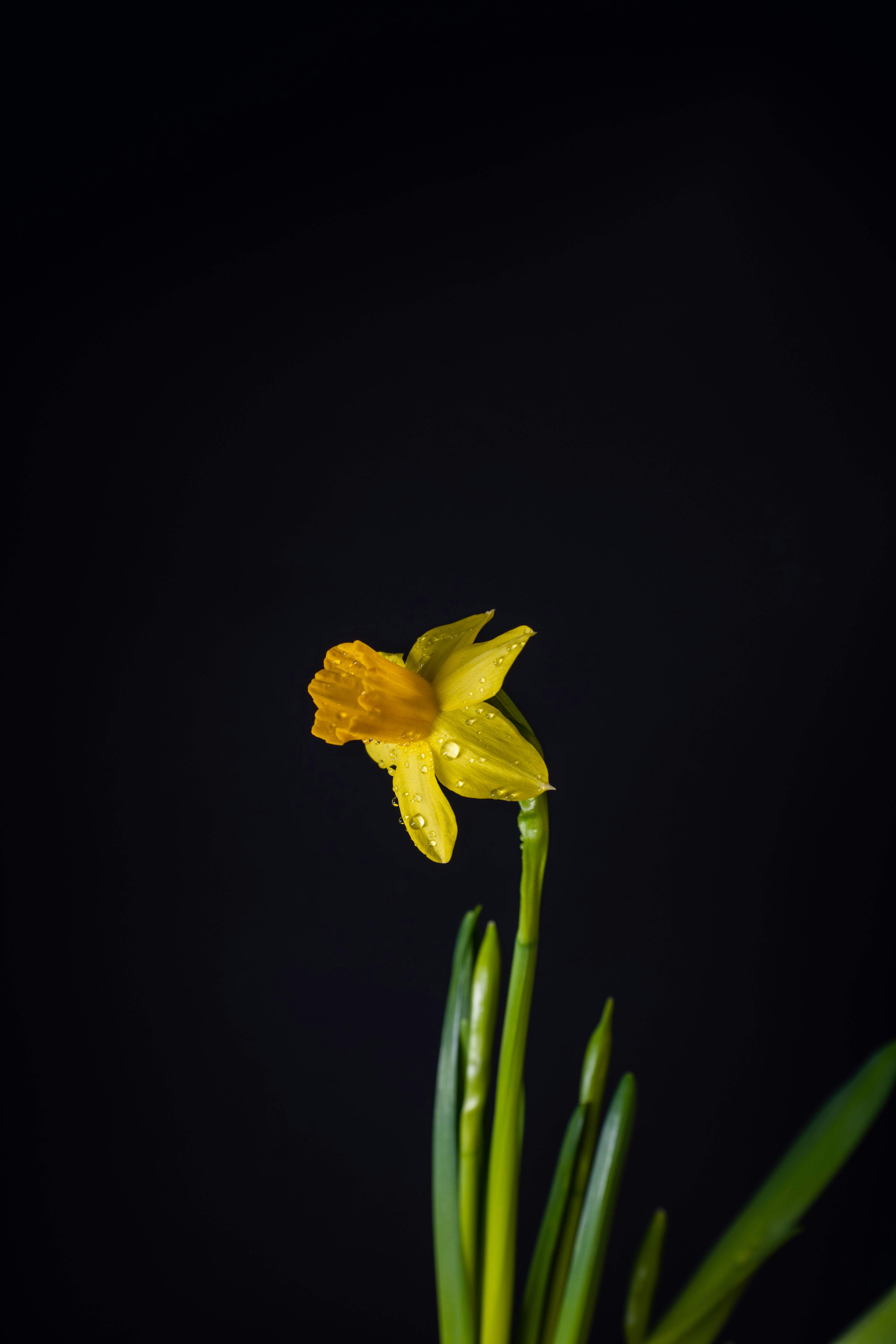 A vibrant yellow daffodil stands tall against a dark background, droplets of water glistening on its petals.