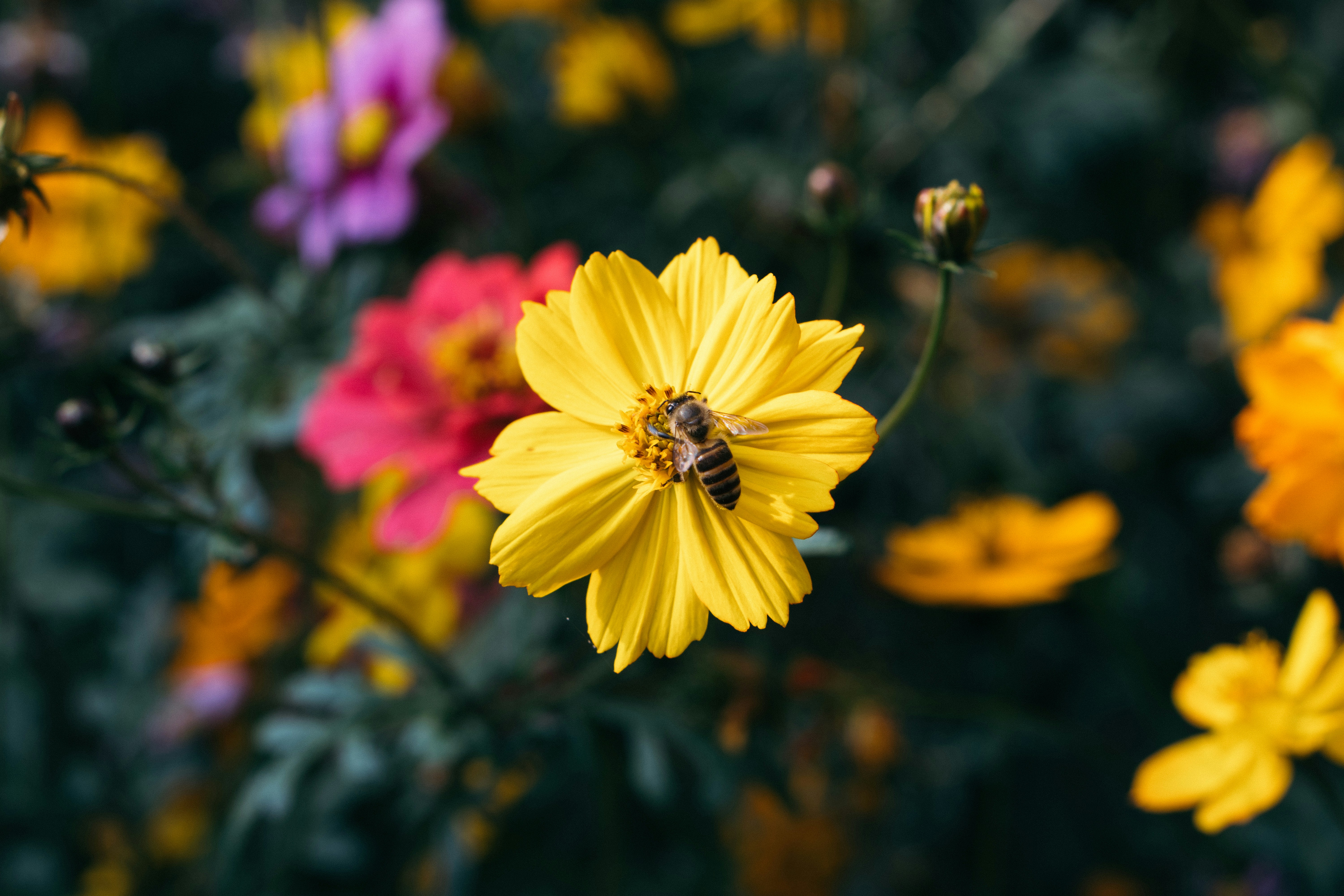 Bee collecting nectar from vibrant yellow flower amidst a colorful garden backdrop.