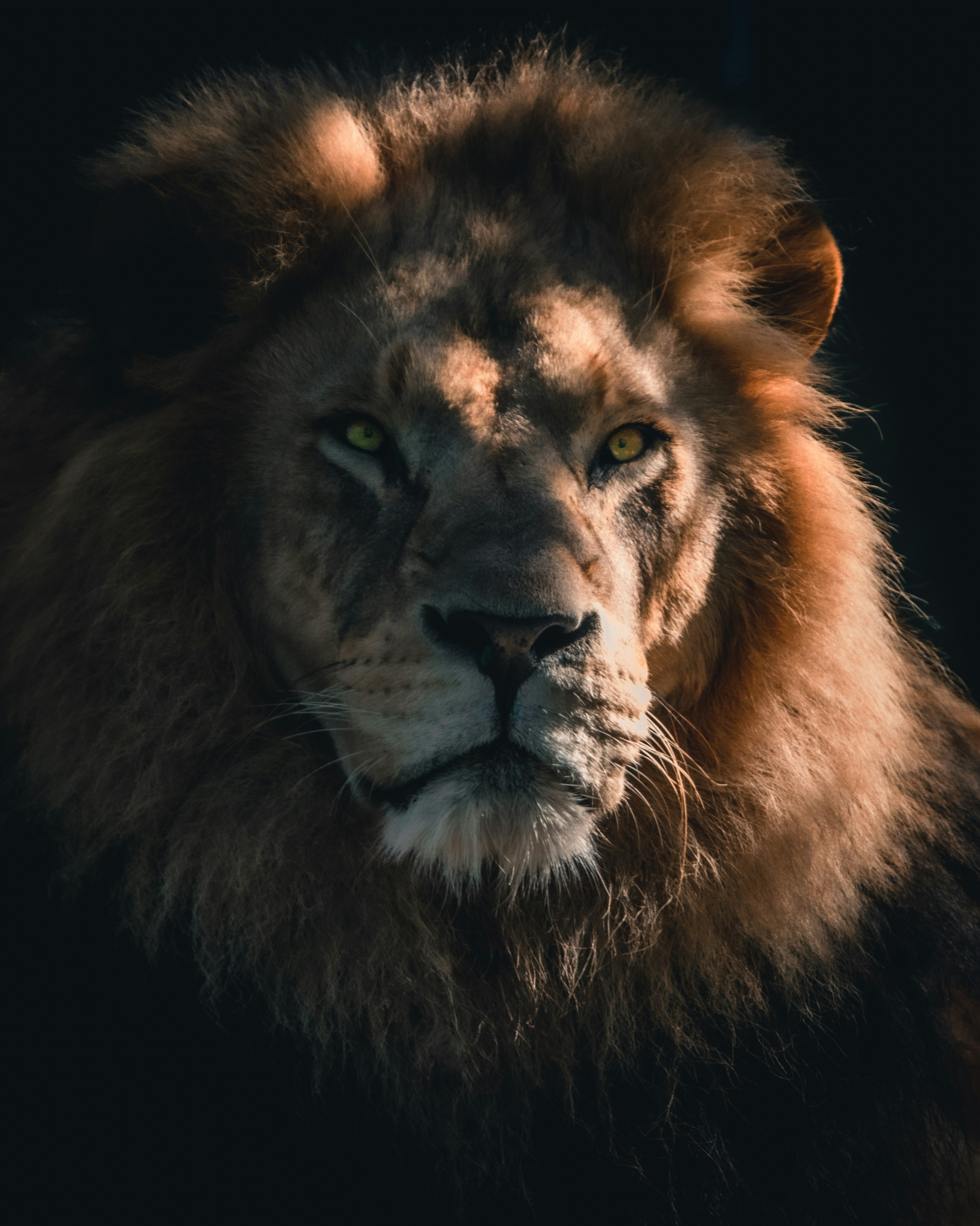 Close-up of a lion's face, highlighting its intense gaze and flowing mane against a dark background.