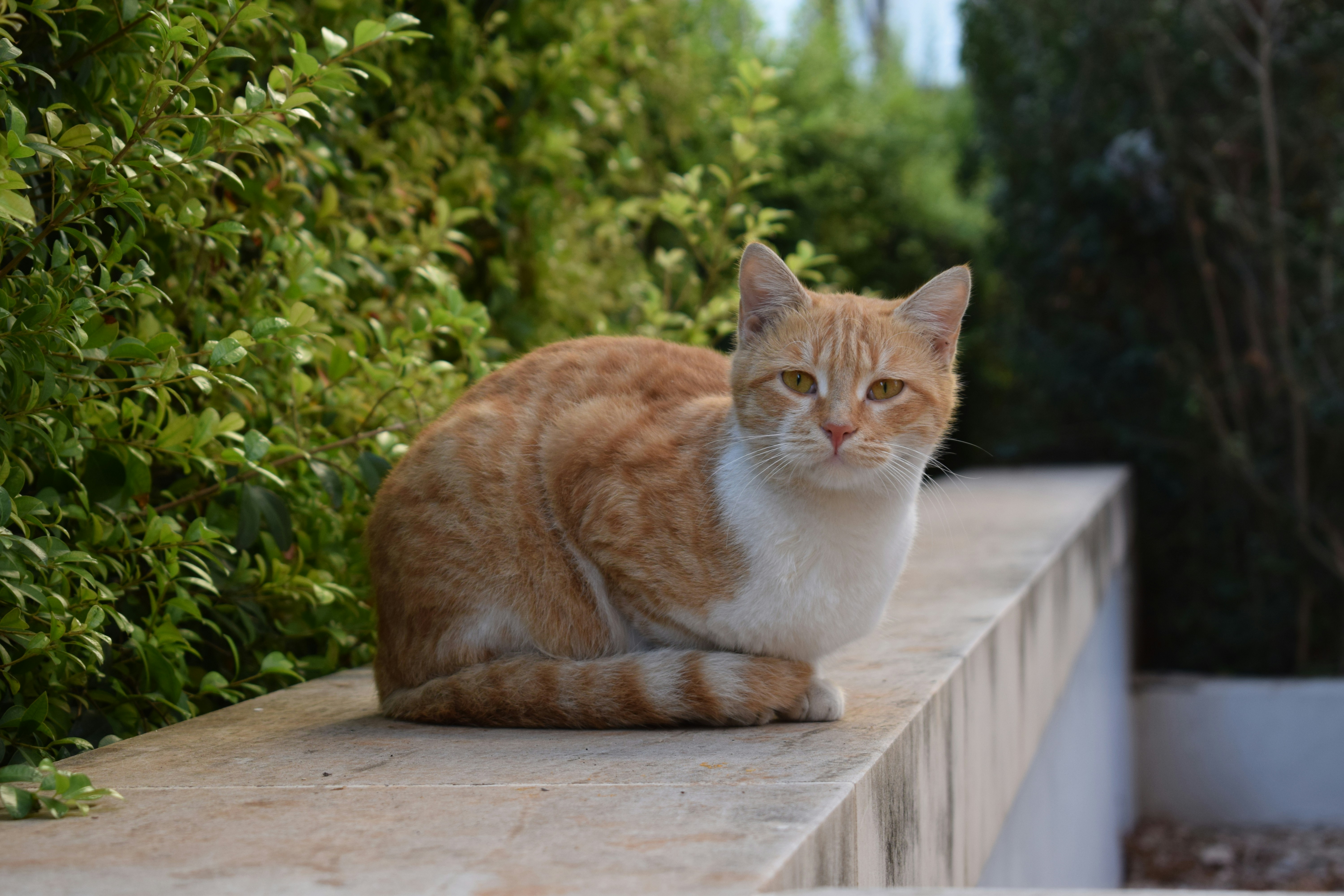 Orange and white cat sitting calmly on a stone ledge surrounded by lush greenery.