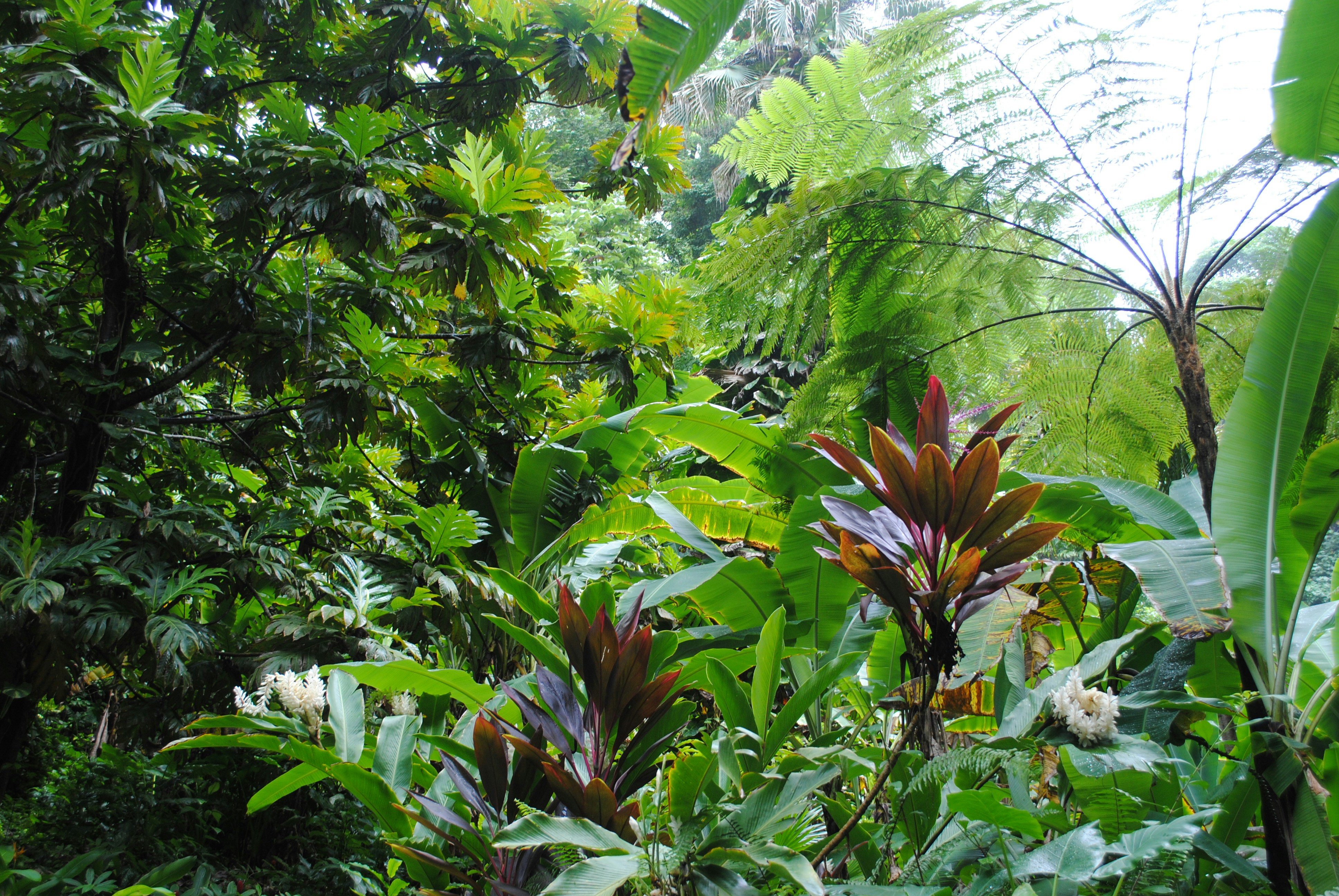 Lush tropical foliage with vibrant plants and ferns creating a dense, green environment. The scene captures the essence of a thriving rainforest.