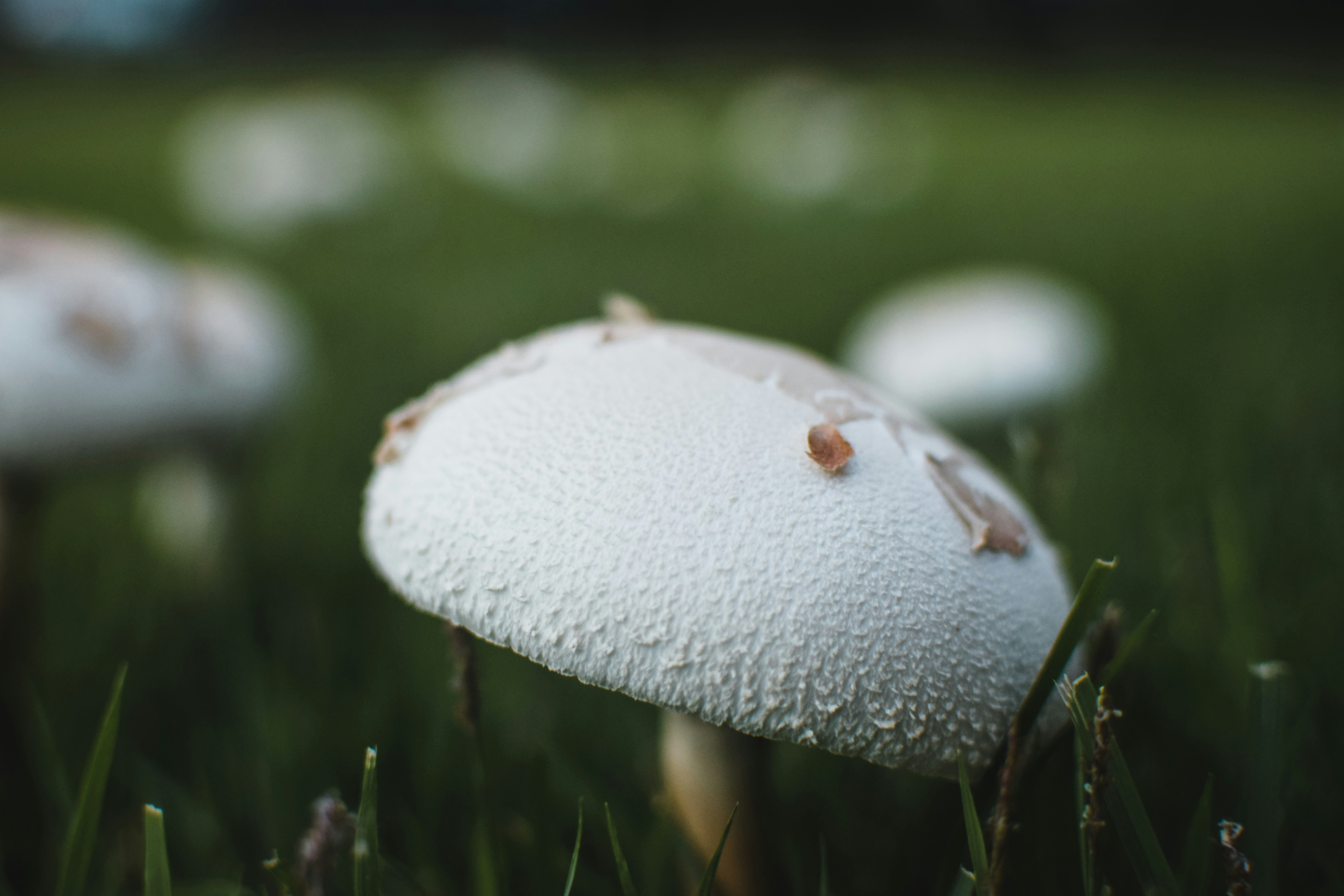 Close-up of a white mushroom nestled in lush green grass, showcasing its textured cap and subtle details against a blurred background.