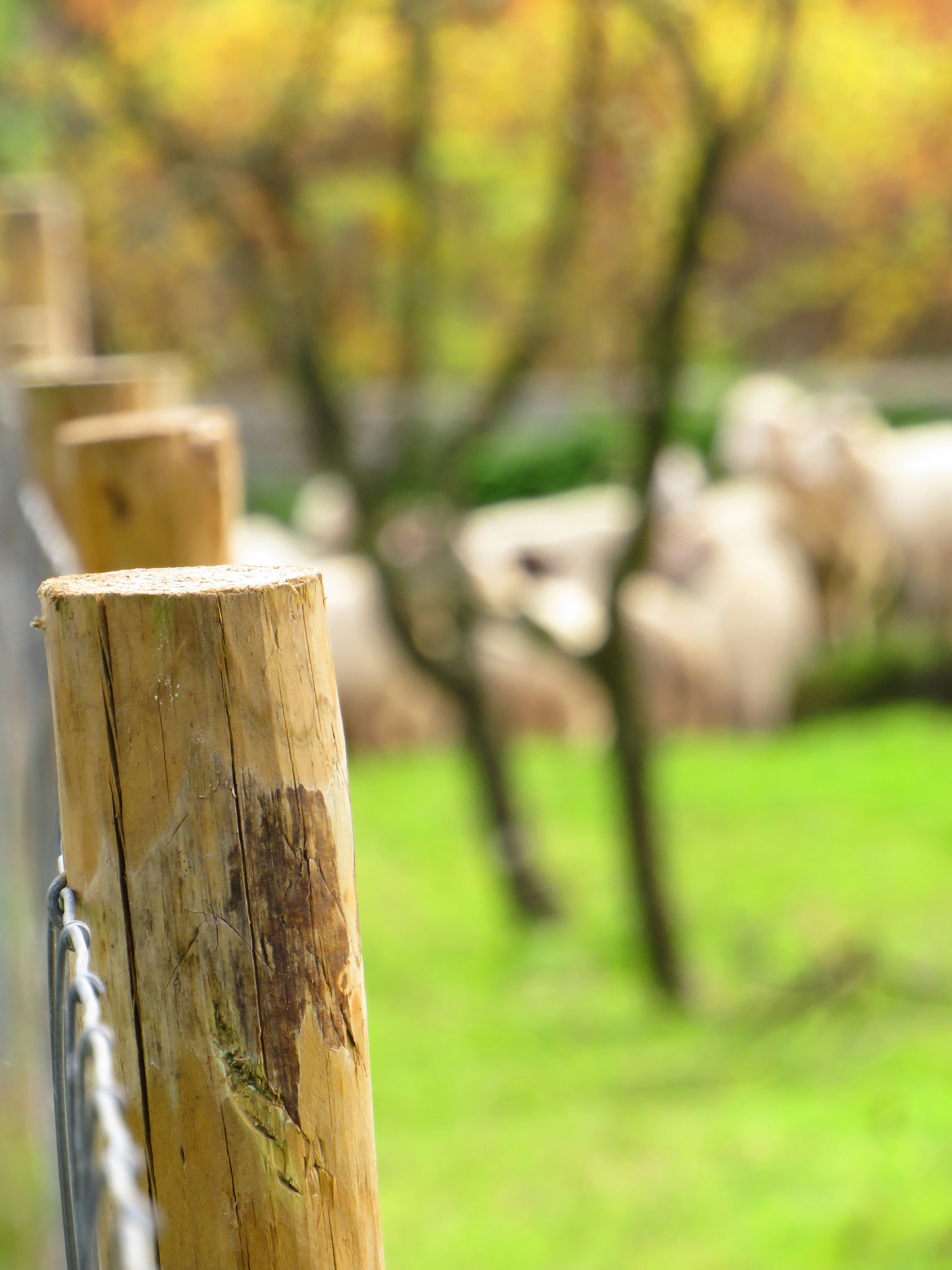 brown wooden fence with white rope