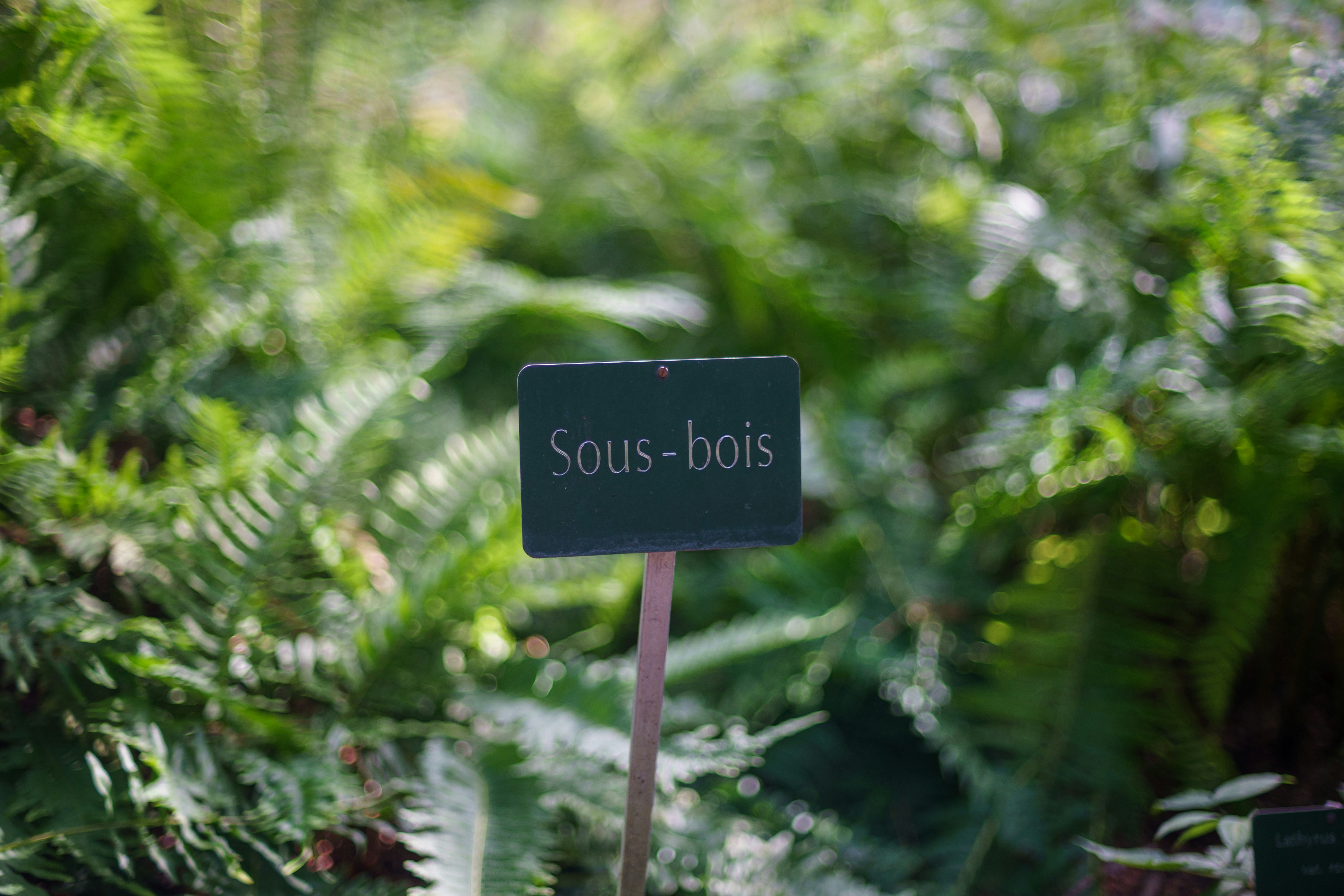 A sign marked 'Sous-bois' stands amidst lush ferns in a tranquil forest setting.