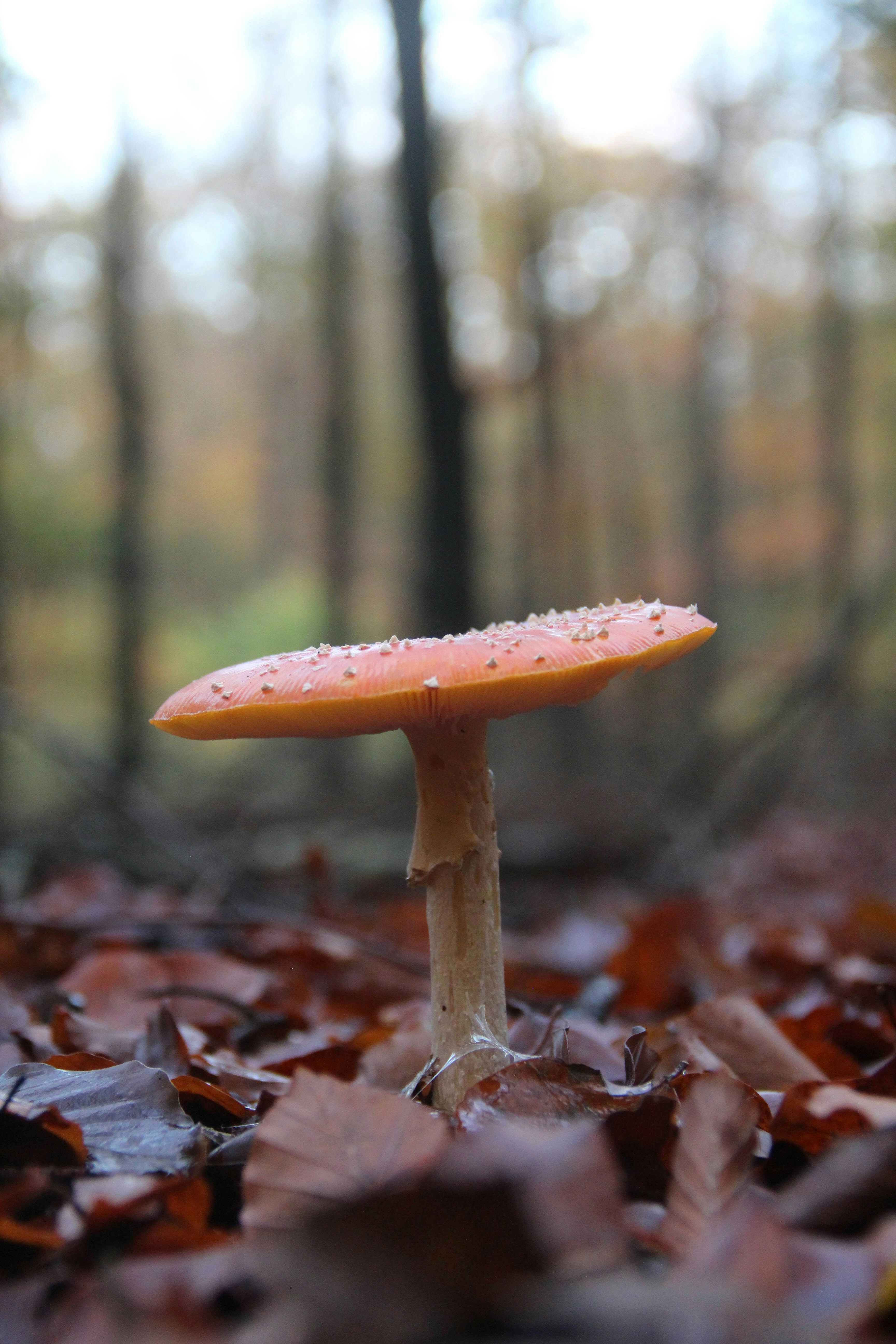 Amber Cap Rising Over a Bed of Autumn Leaves