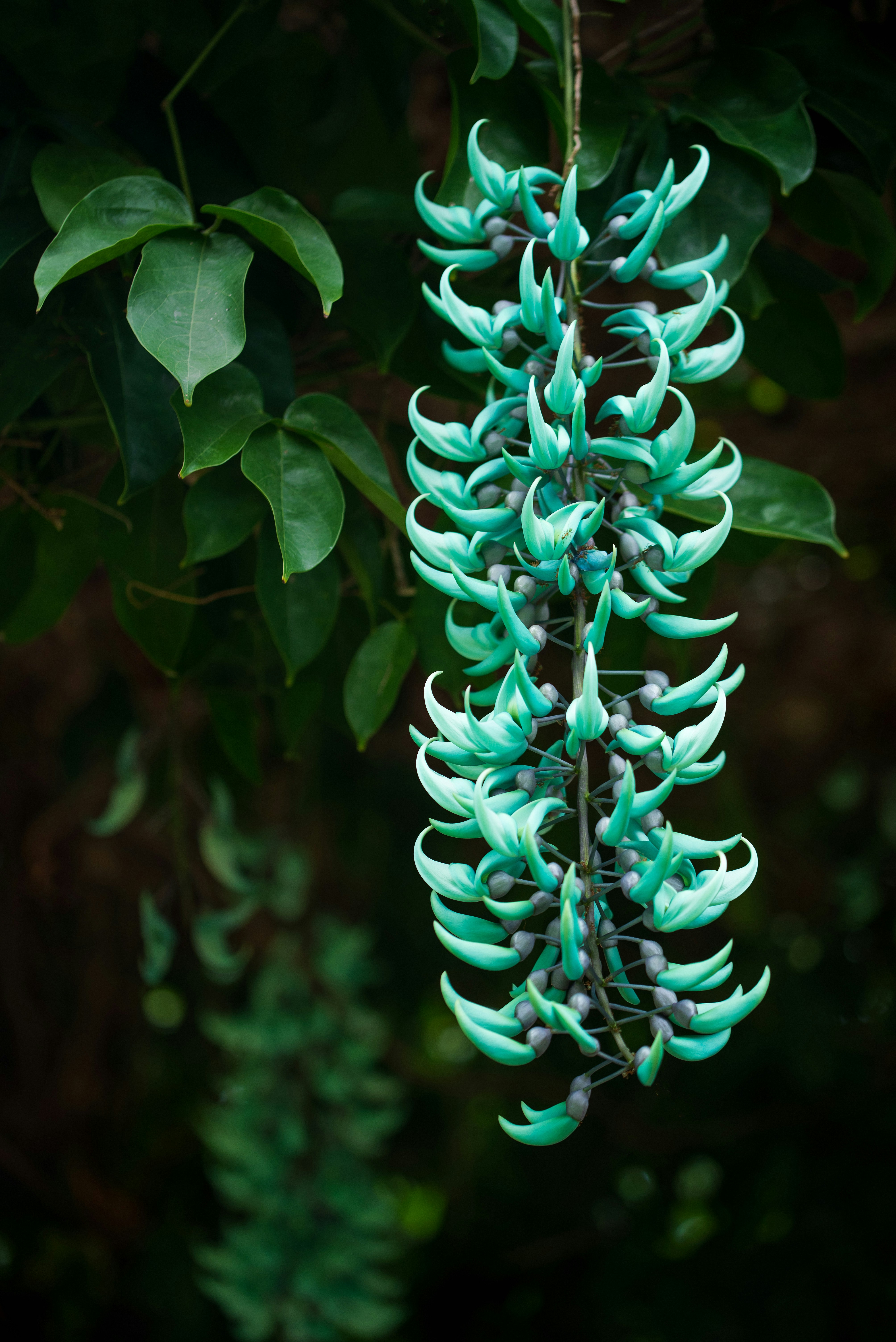 Jade vine flowers. This is a fabulous jungle vine native to the Philippines, photographed in the Cairns Botanic gardens in Australia. The amazing colour is pretty accurate in this photo. Strongylodon macrobotrys.