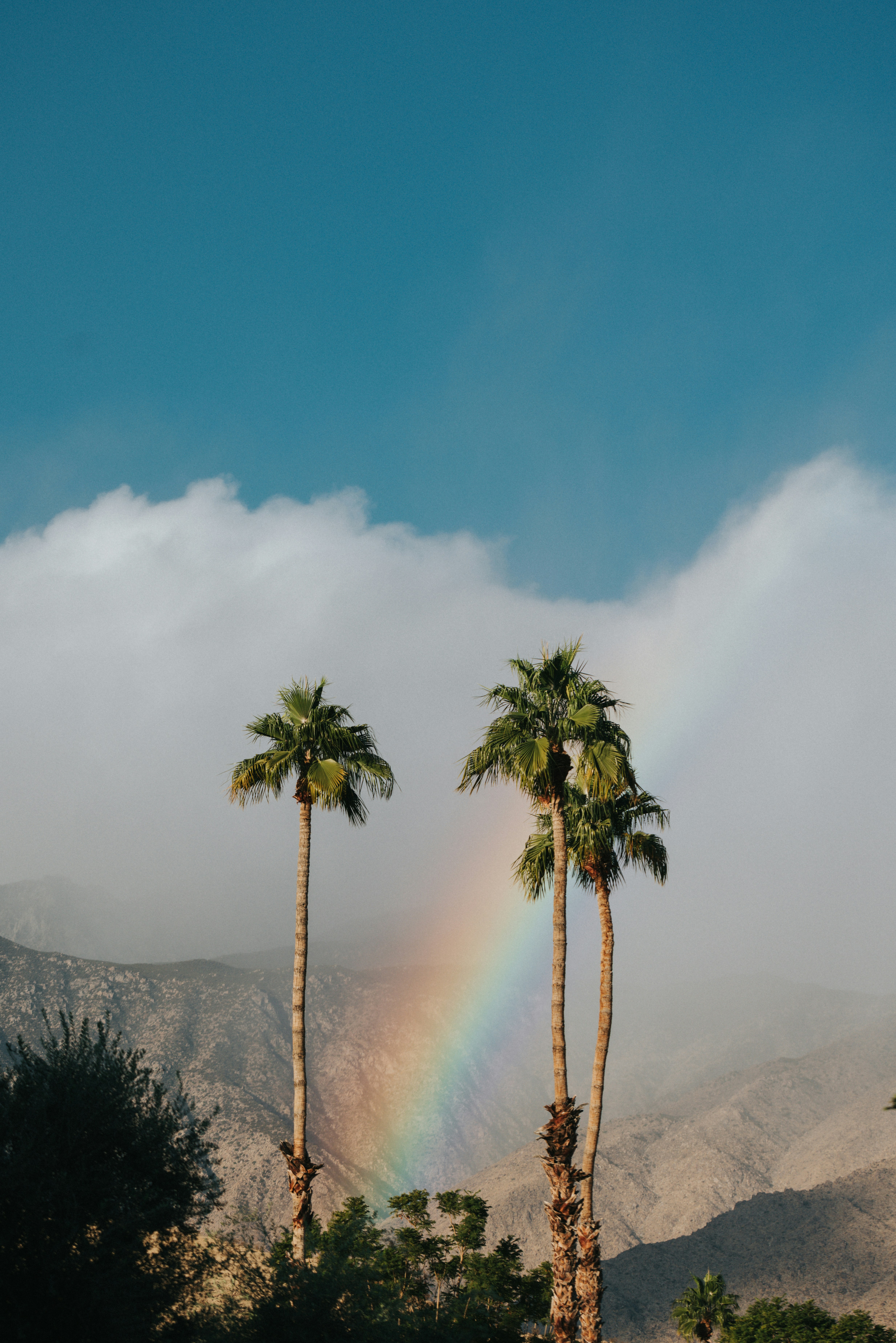 Two palm trees stand tall against a backdrop of mountains, with a vibrant rainbow emerging from the clouds. The scene captures the essence of a tranquil tropical landscape.