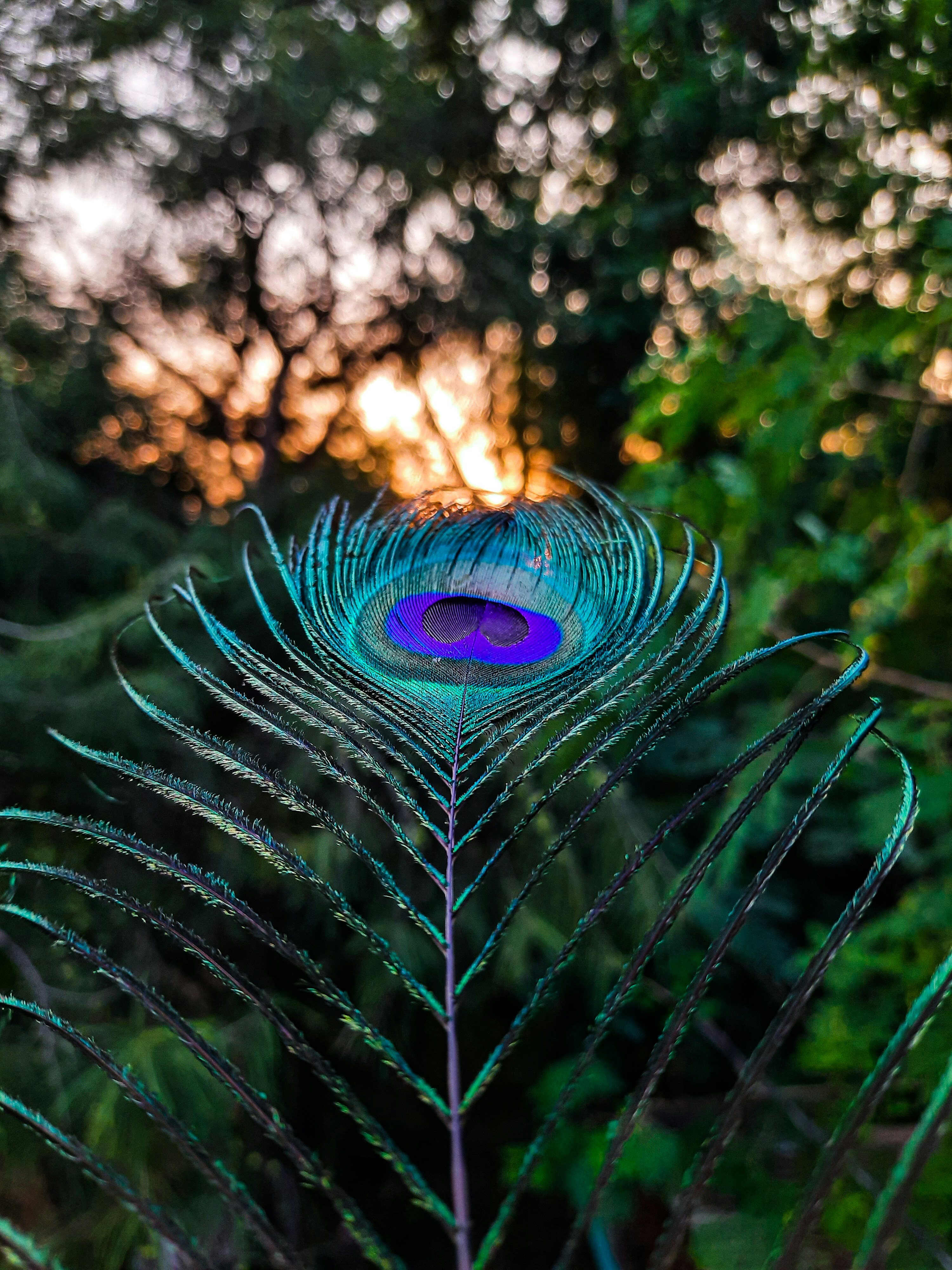 Iridescent Peacock Eye Feather Framed by Sunset Glow