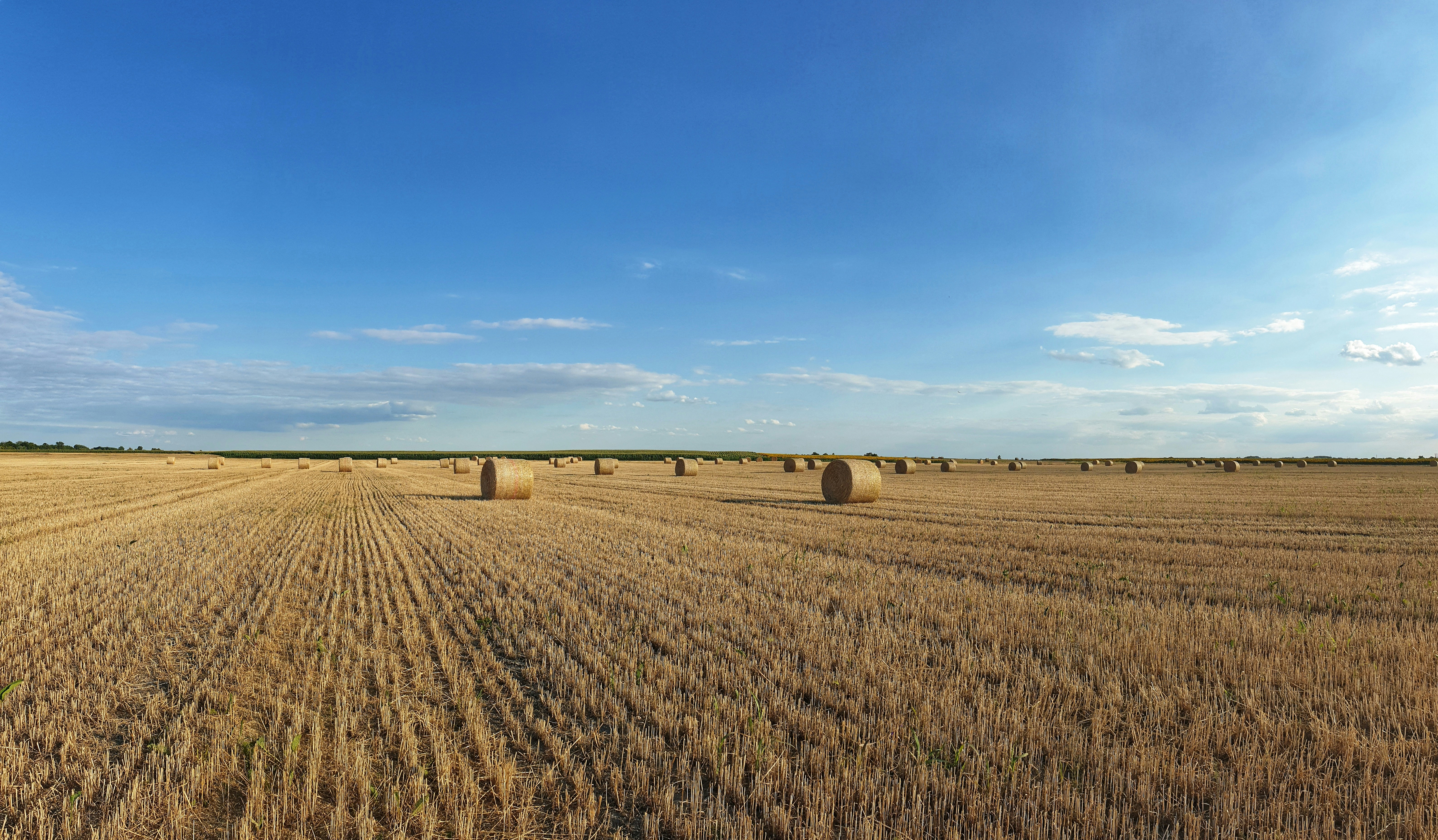 Brown grass field under blue sky during daytime photo – Free Hungary ...