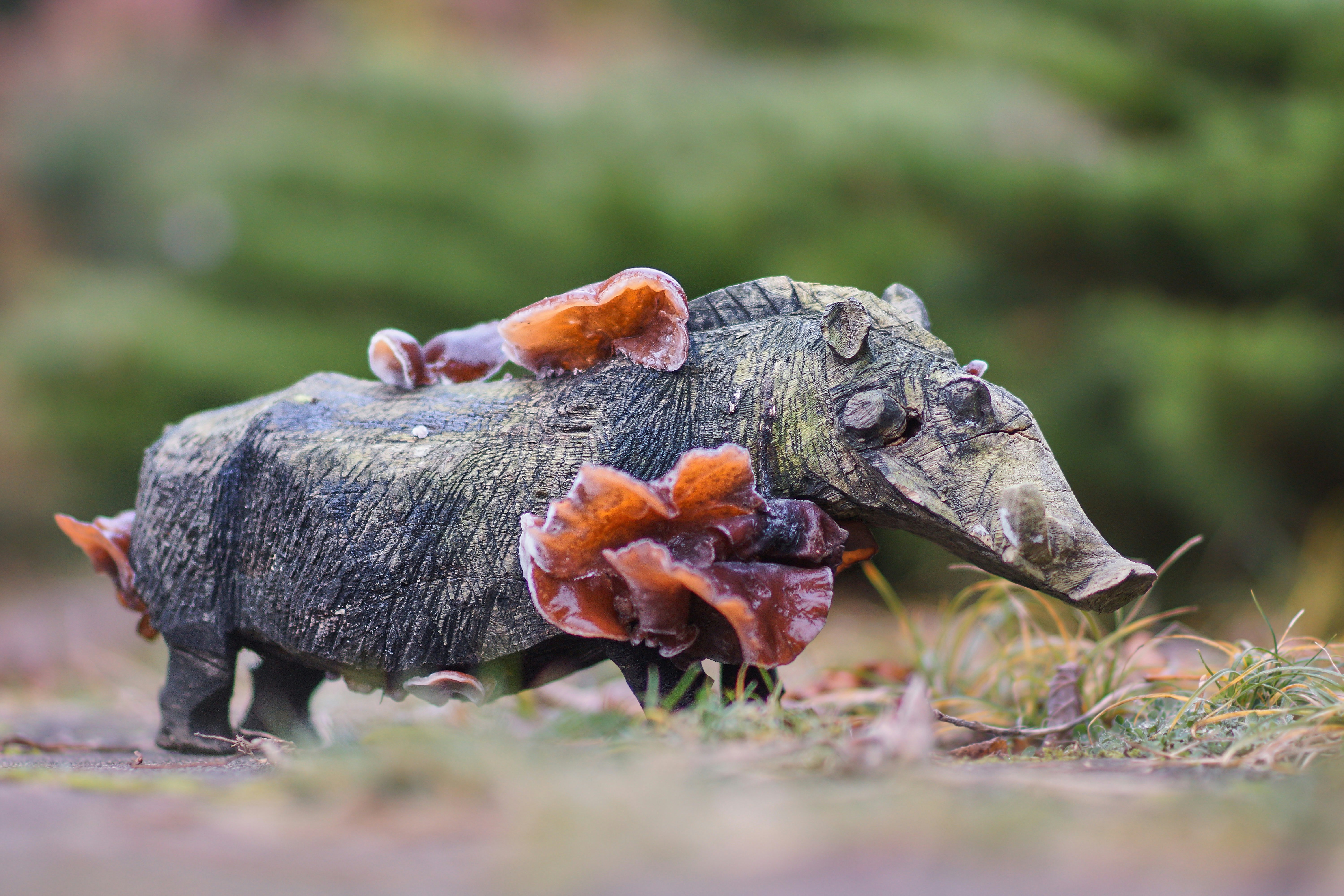 Amber Fungus Cloak: A Weathered Tortoise on a Mossy Trail