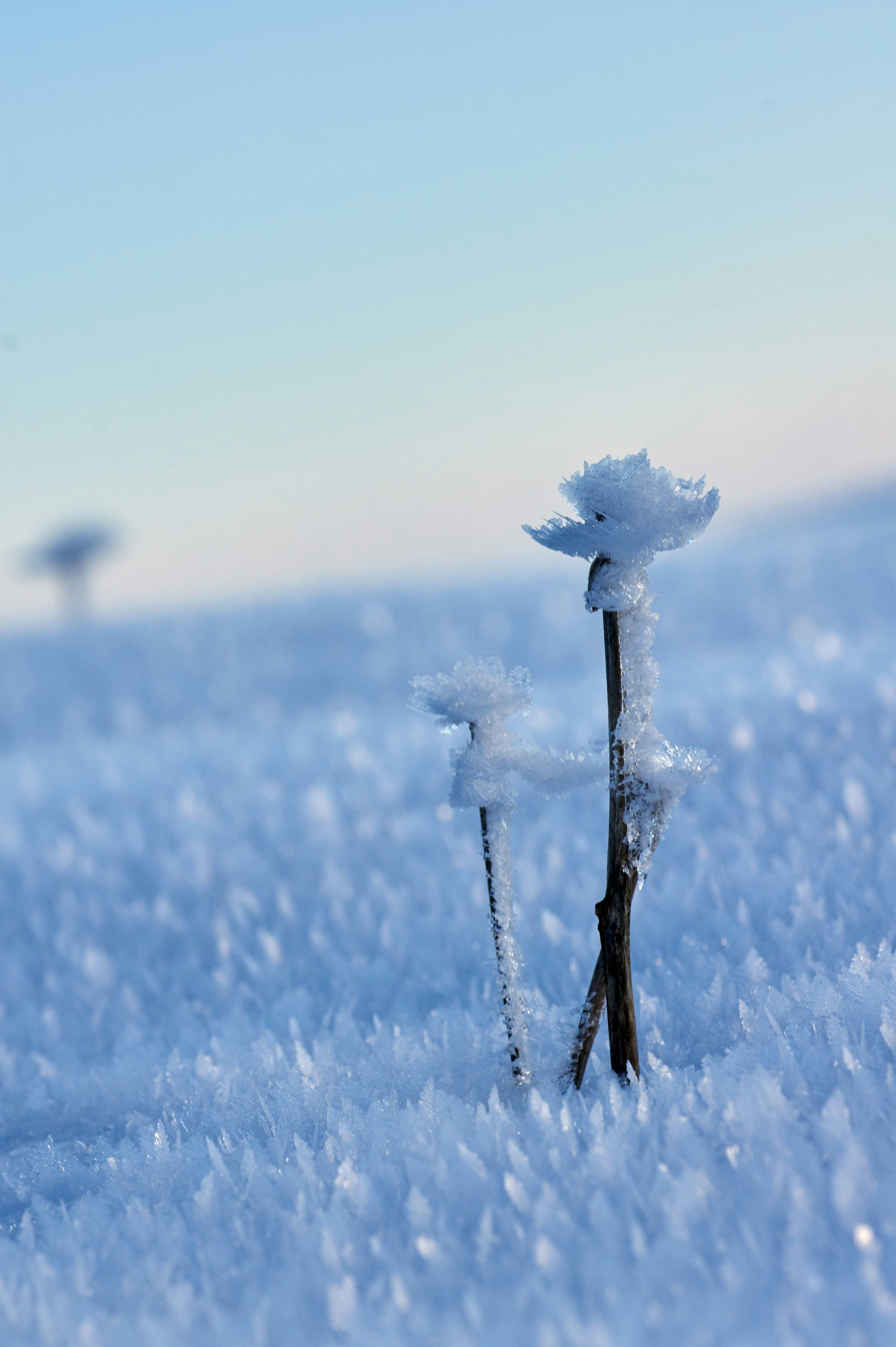 Ice-Crowned Stems Rise in a Quiet Blue Winter Field