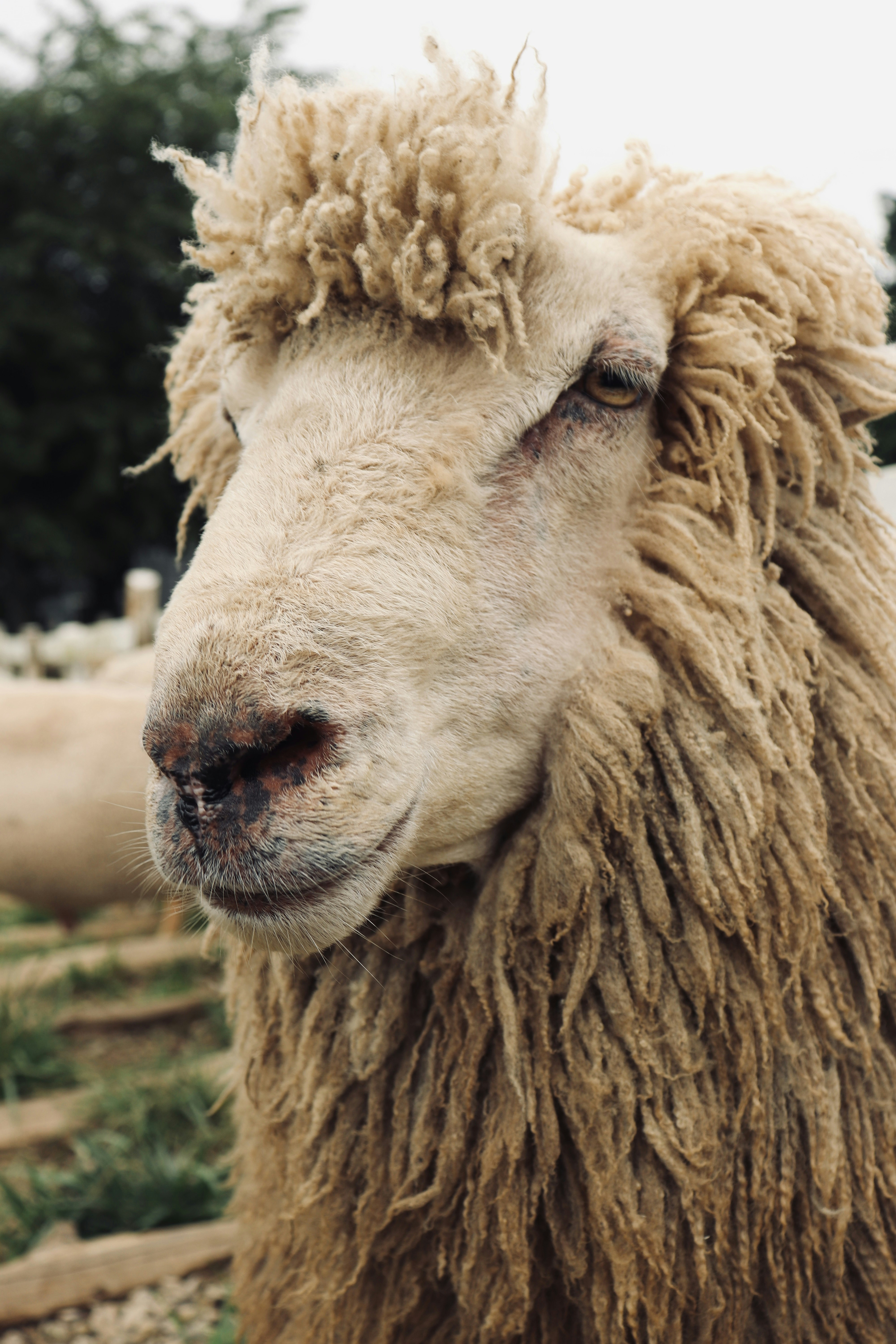 Textures in Fleece: A Calm Close-up of a Woolly Sheep's Face