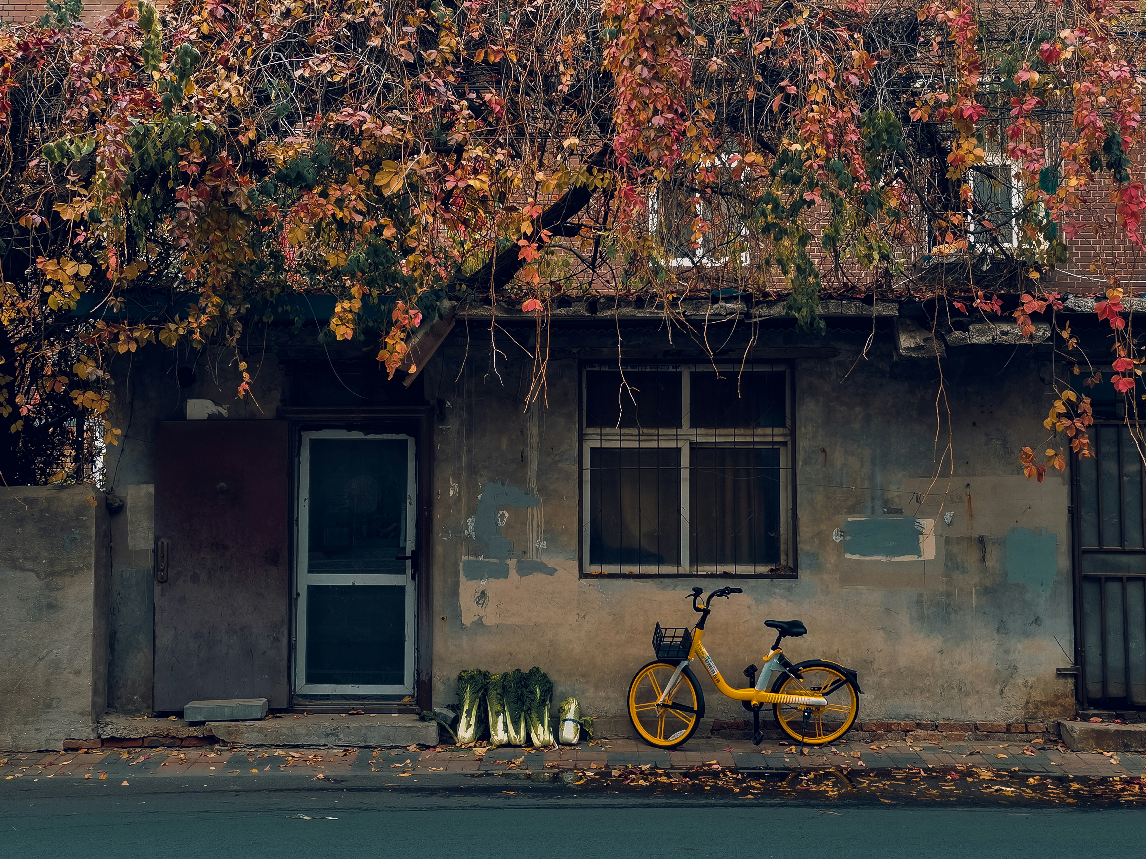 Bright yellow bicycle rests beside a weathered storefront beneath autumn vines, against a wall with peeling paint.