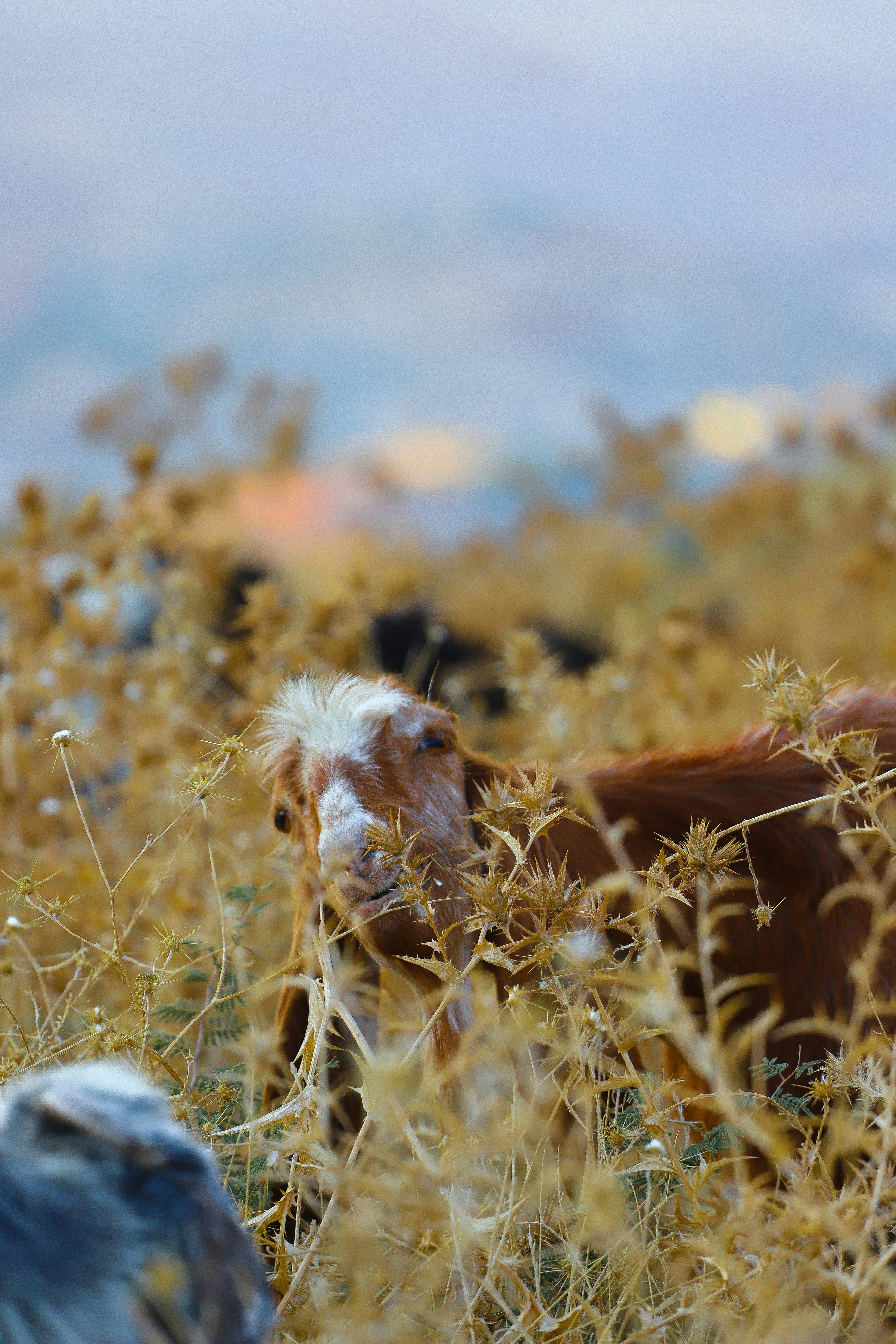 Pony in a Sea of Dry Golden Stalks