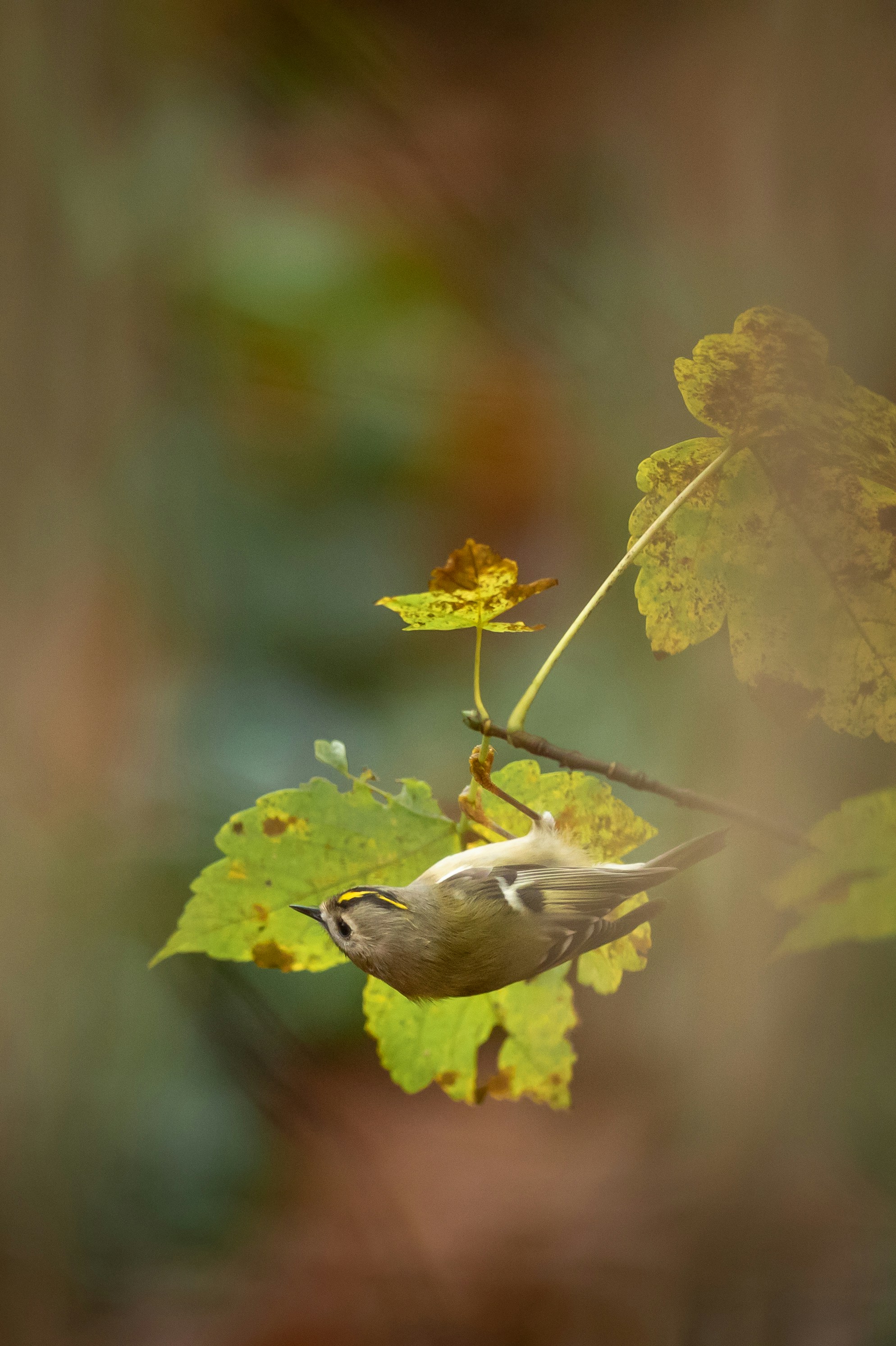 Hushed Flight: a tiny warbler slips through autumn light