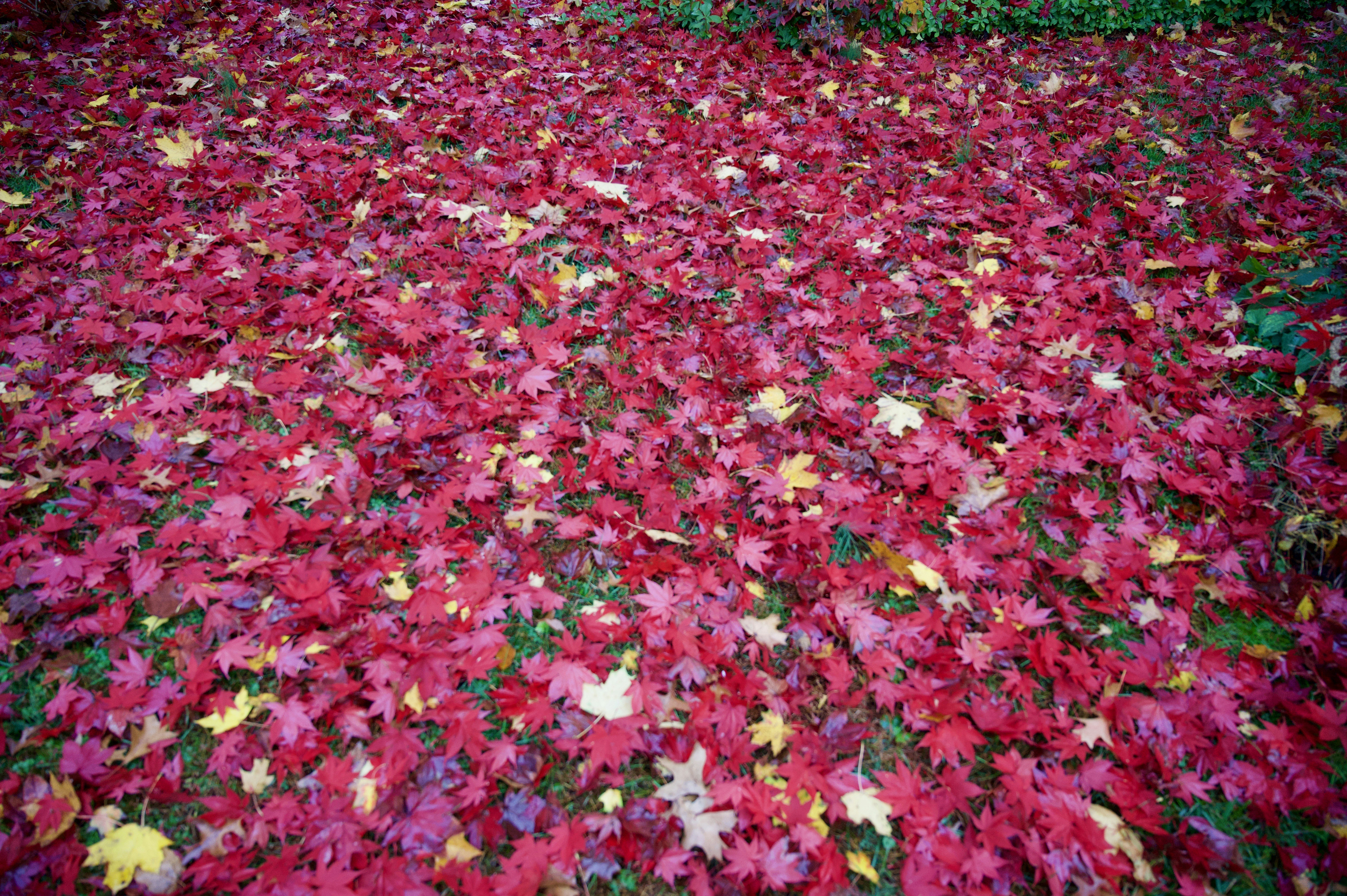 pink and white flower petals on ground