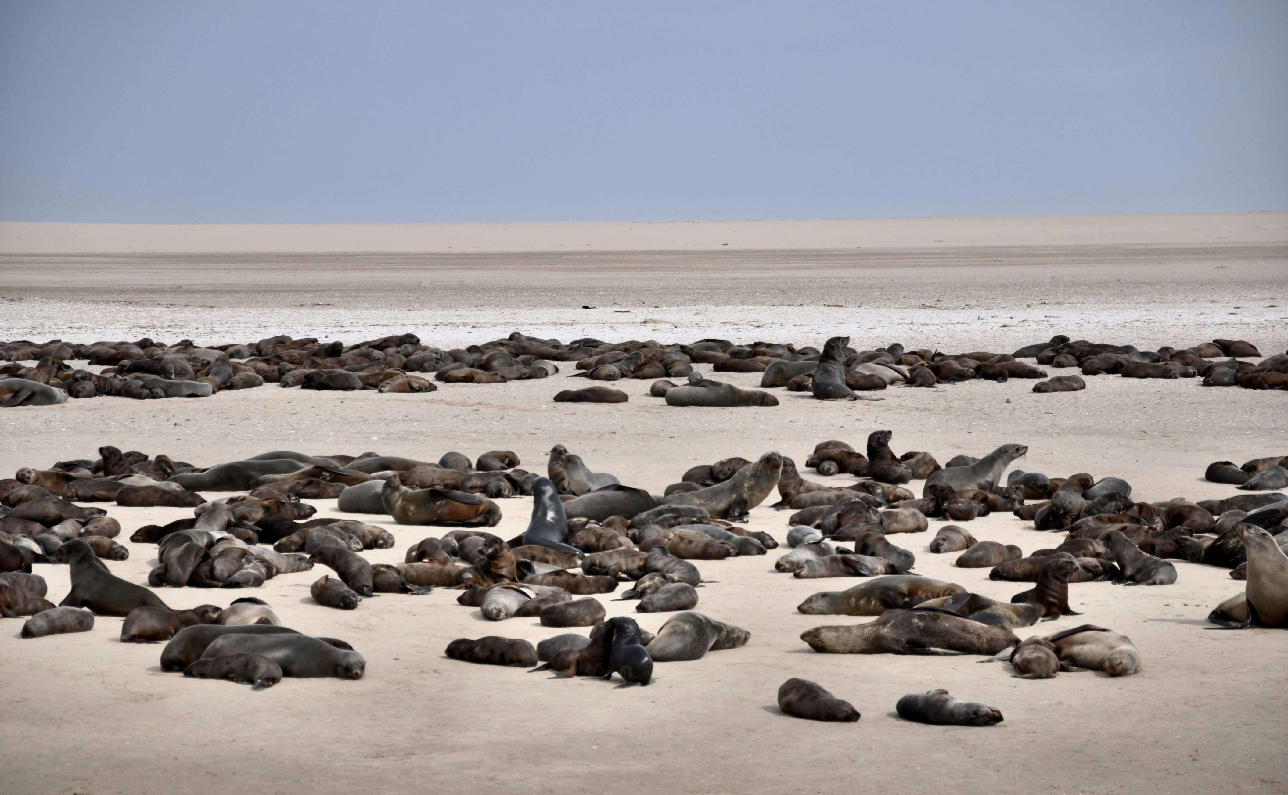 group of sea lions on beach shore during daytime